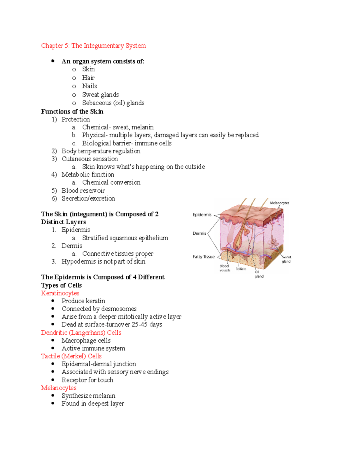 Chapter 5 - Chapter 5: The Integumentary System An organ system consists of: o Skin o Hair o ...