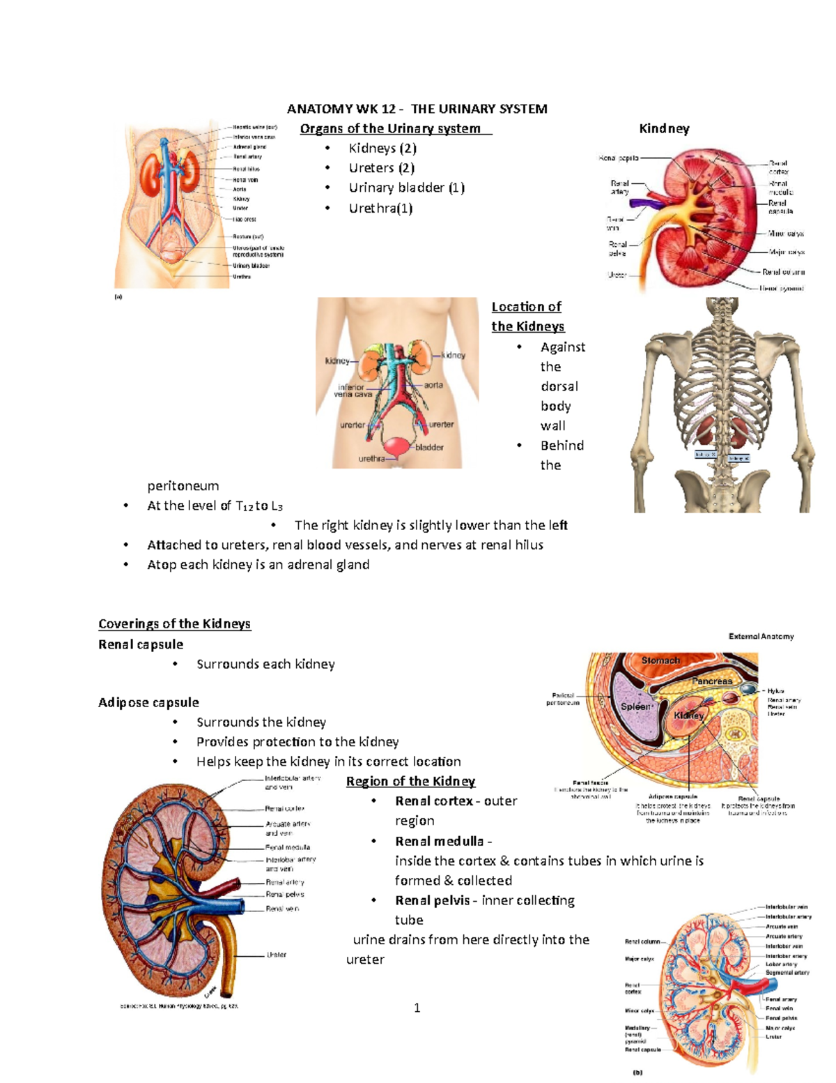 Anatomy WK 12 - The Urinary sytem - ANATOMY WK 12 - THE URINARY SYSTEM ...