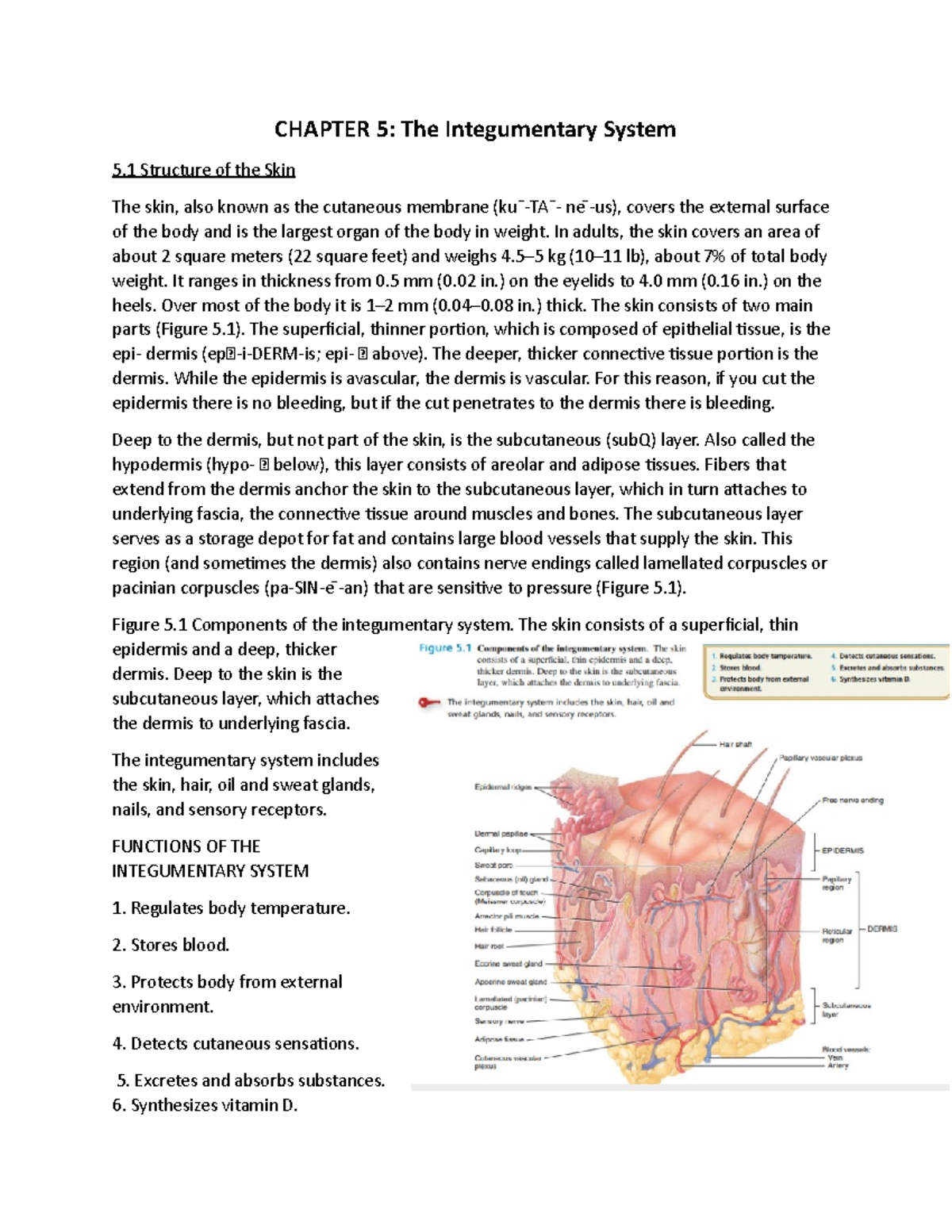Chapter 5 BOOK - CHAPTER 5: The Integumentary System 5 Structure of the ...