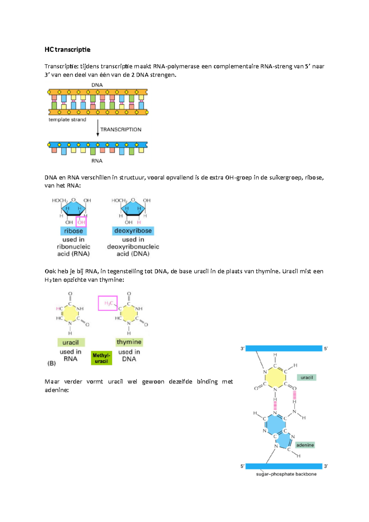HC transcriptie - HC transcriptie Transcriptie: tijdens transcriptie ...