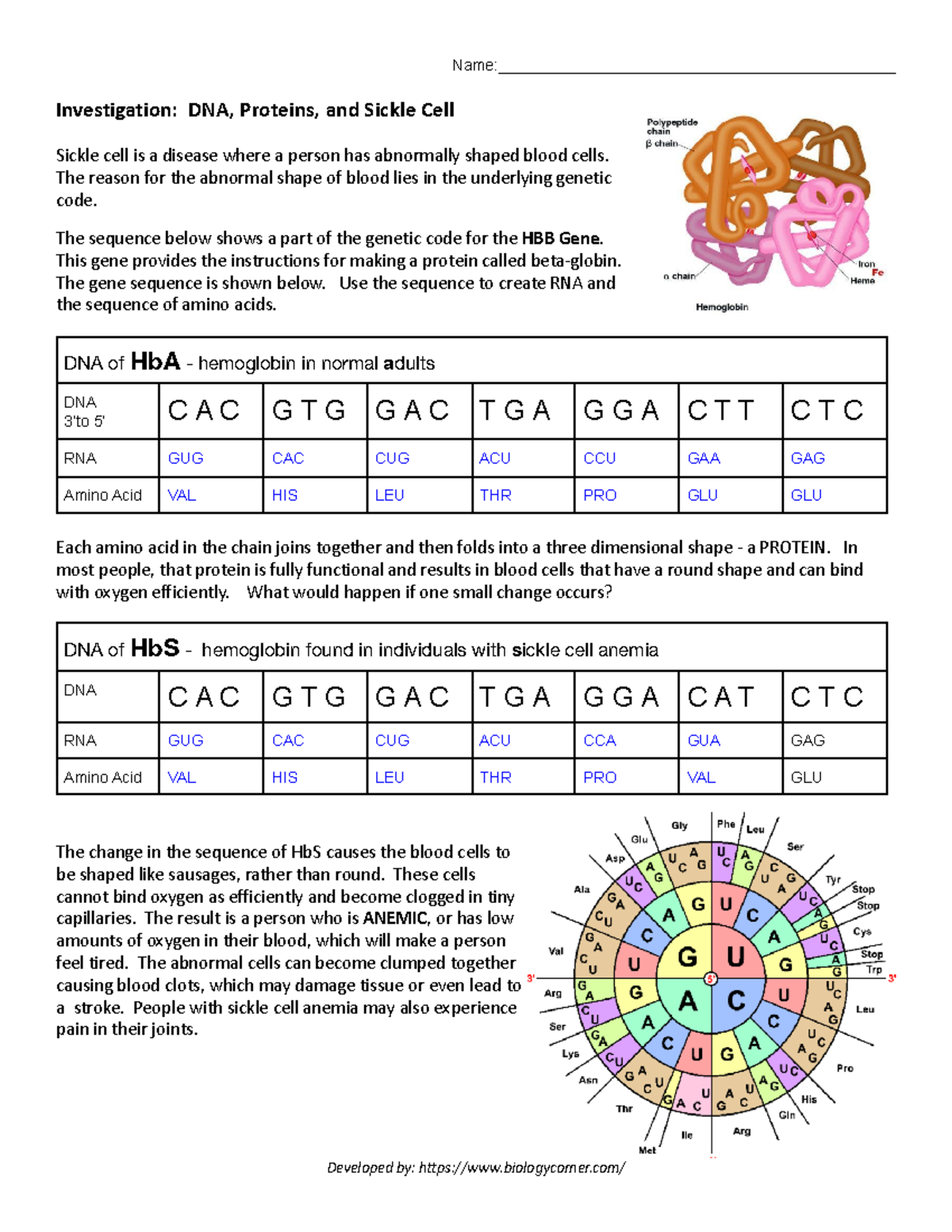 Copy of Copy of DNA to Proteins (HBB) - Name