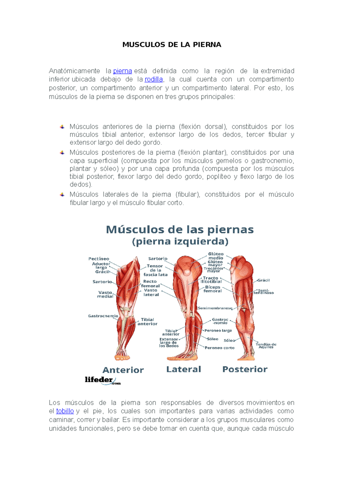 Musculos DE LA Pierna - esyudios supe - MUSCULOS DE LA PIERNA ...