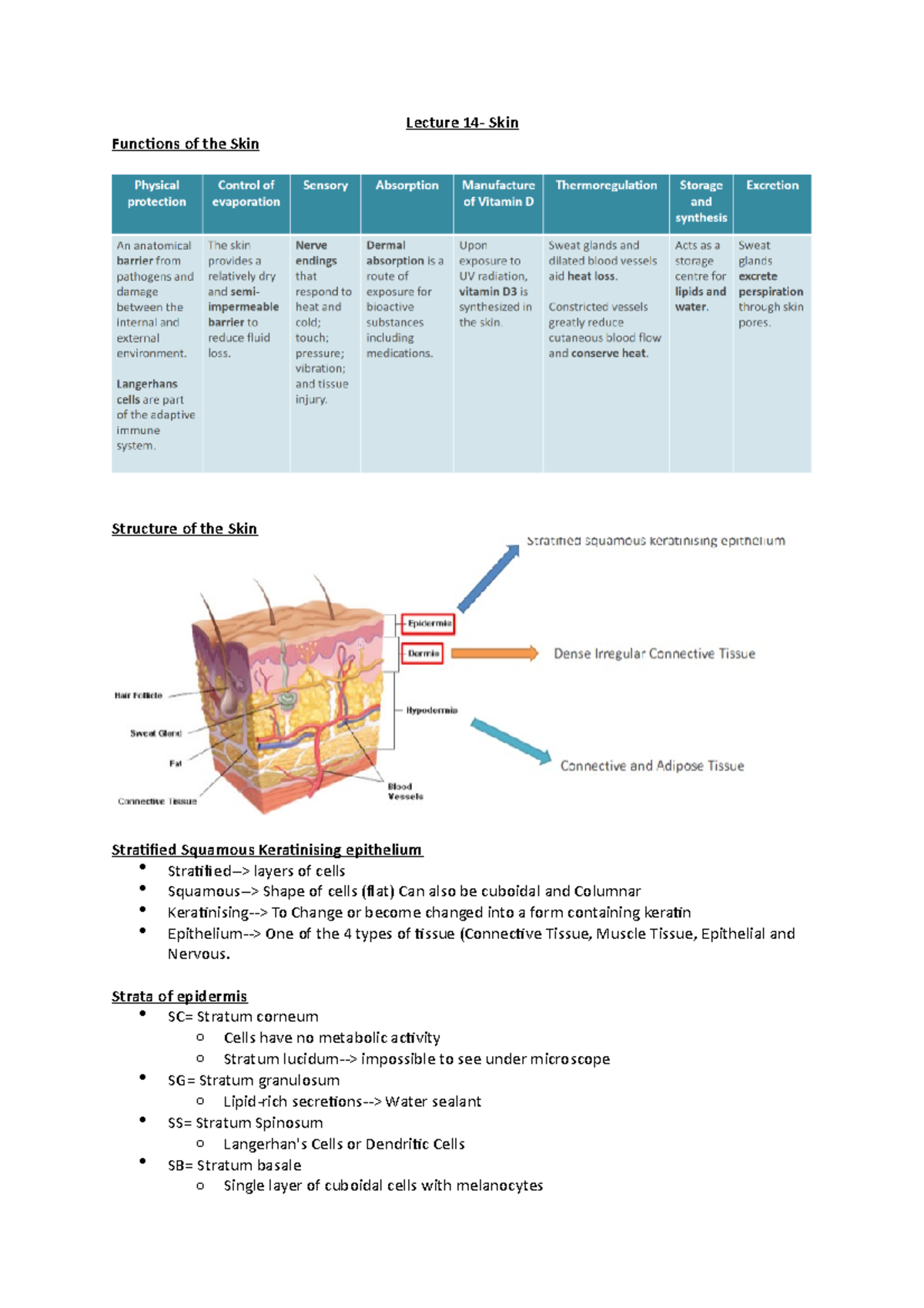 Lecture 14- The Skin - Lecture 14- Skin Functions of the Skin Structure ...