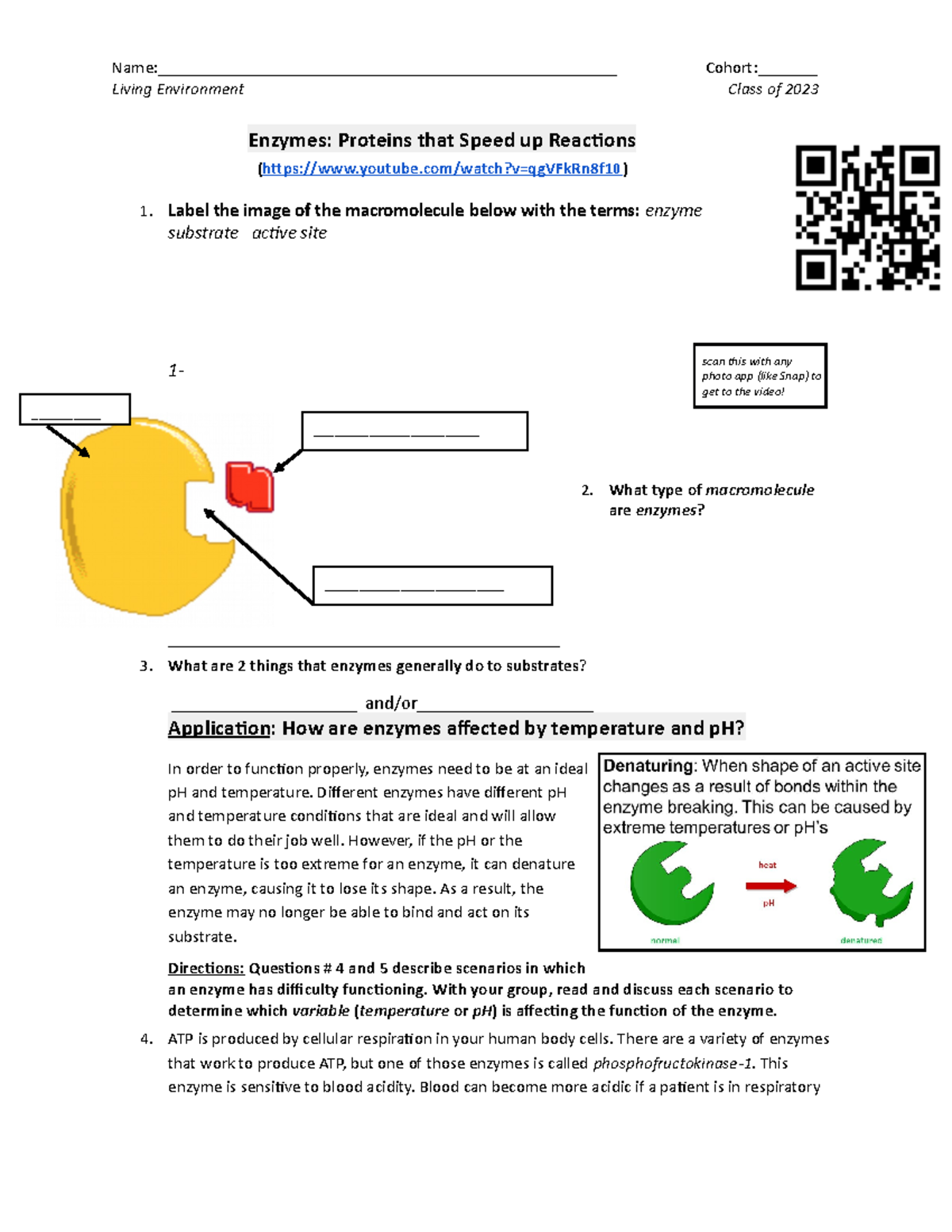 Enzymes - Enzyme Review - Name ...