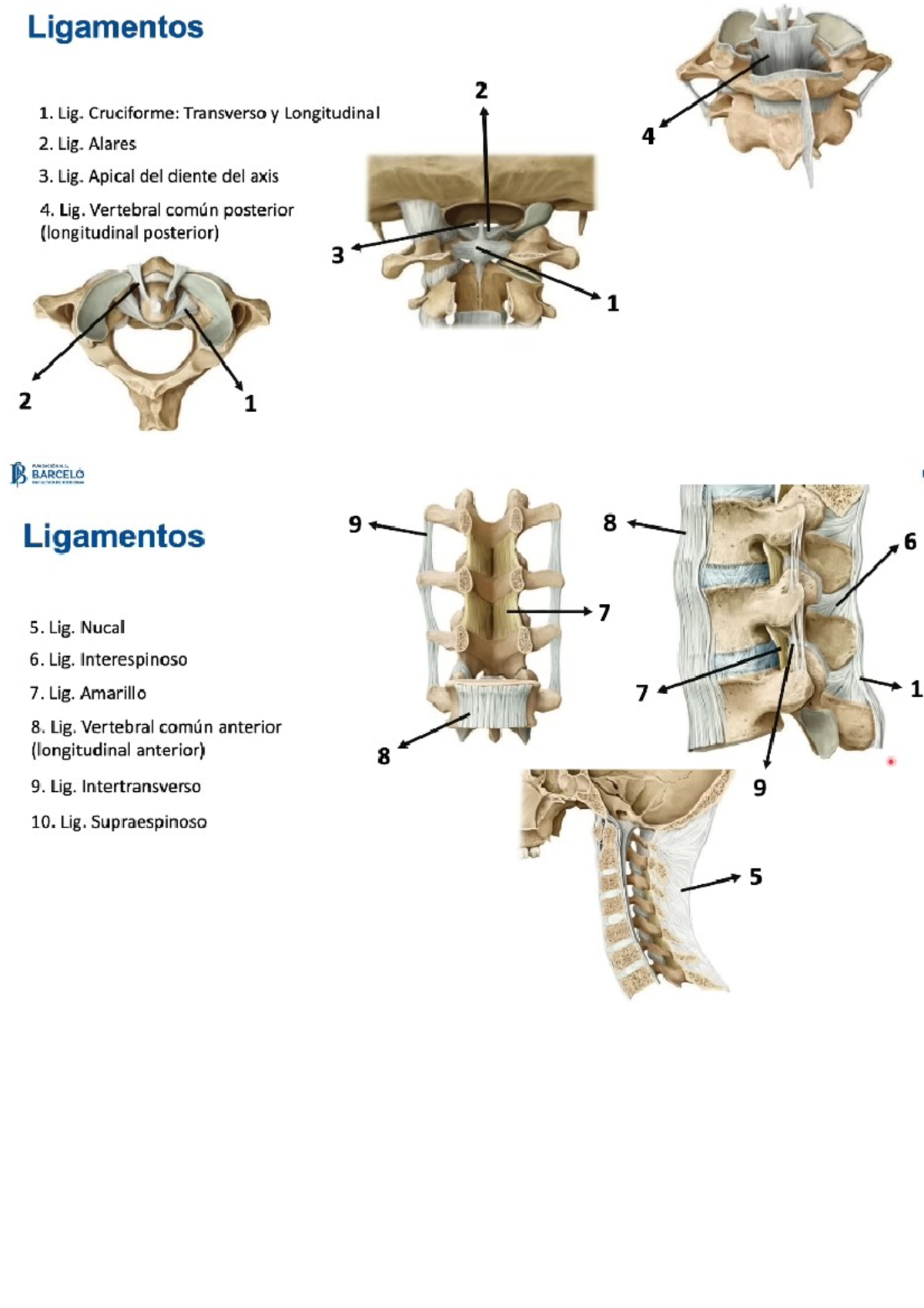 Columna imagenes clase 2 - Anatomia - L1-L - Studocu