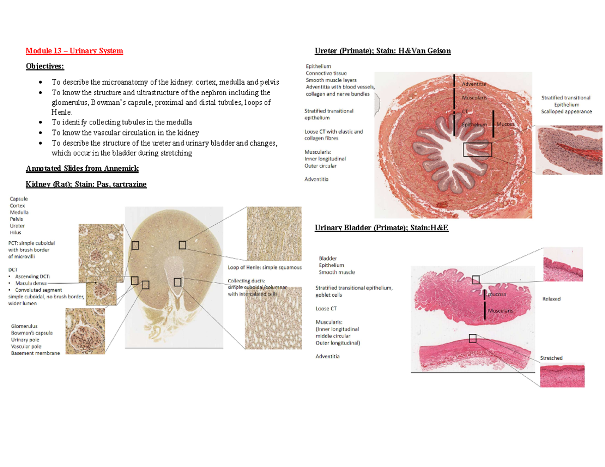 Module 13 - Urinary System Slice Tables - Module 13 – Urinary System ...