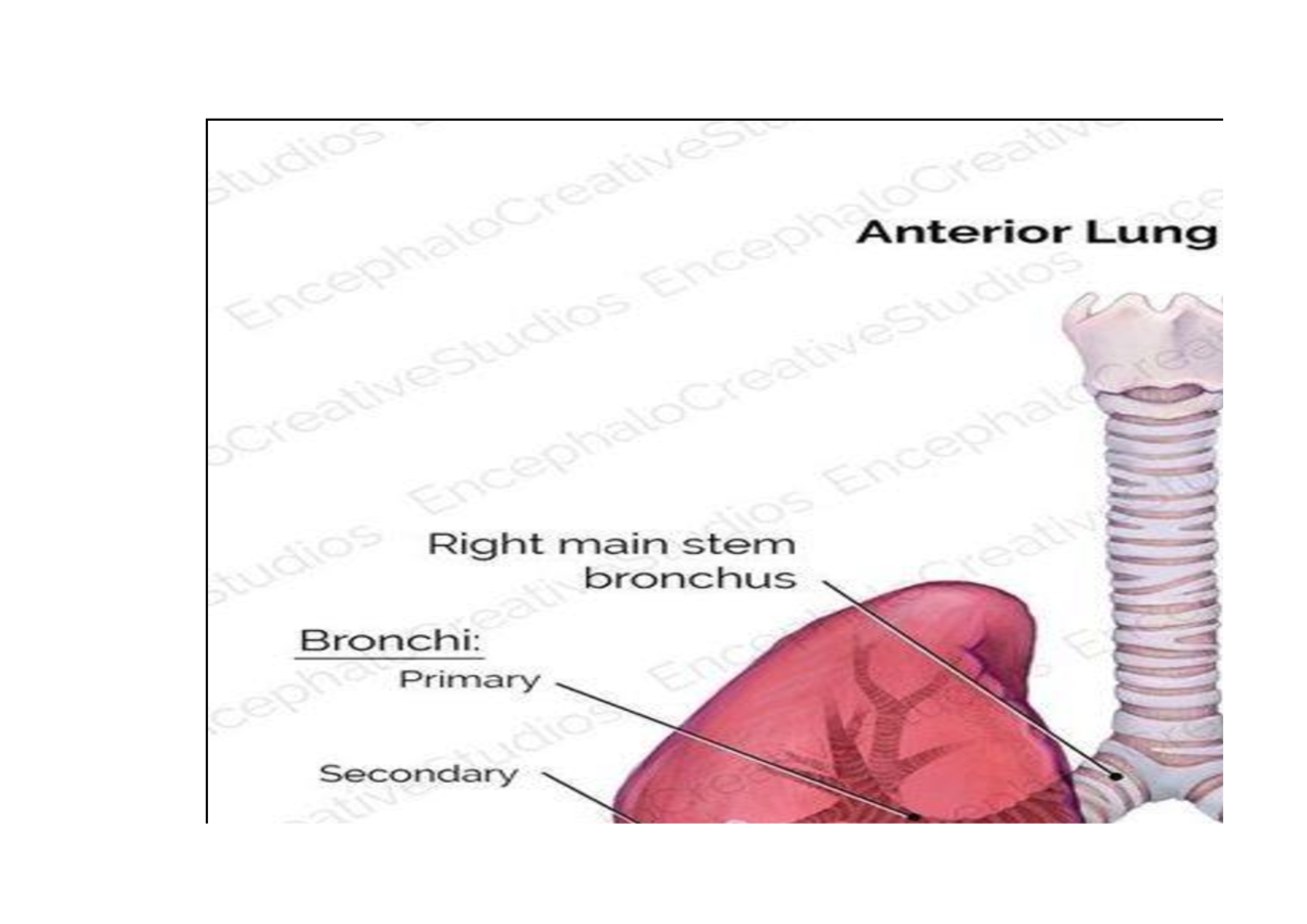 Organsssss - General Education - Studocu