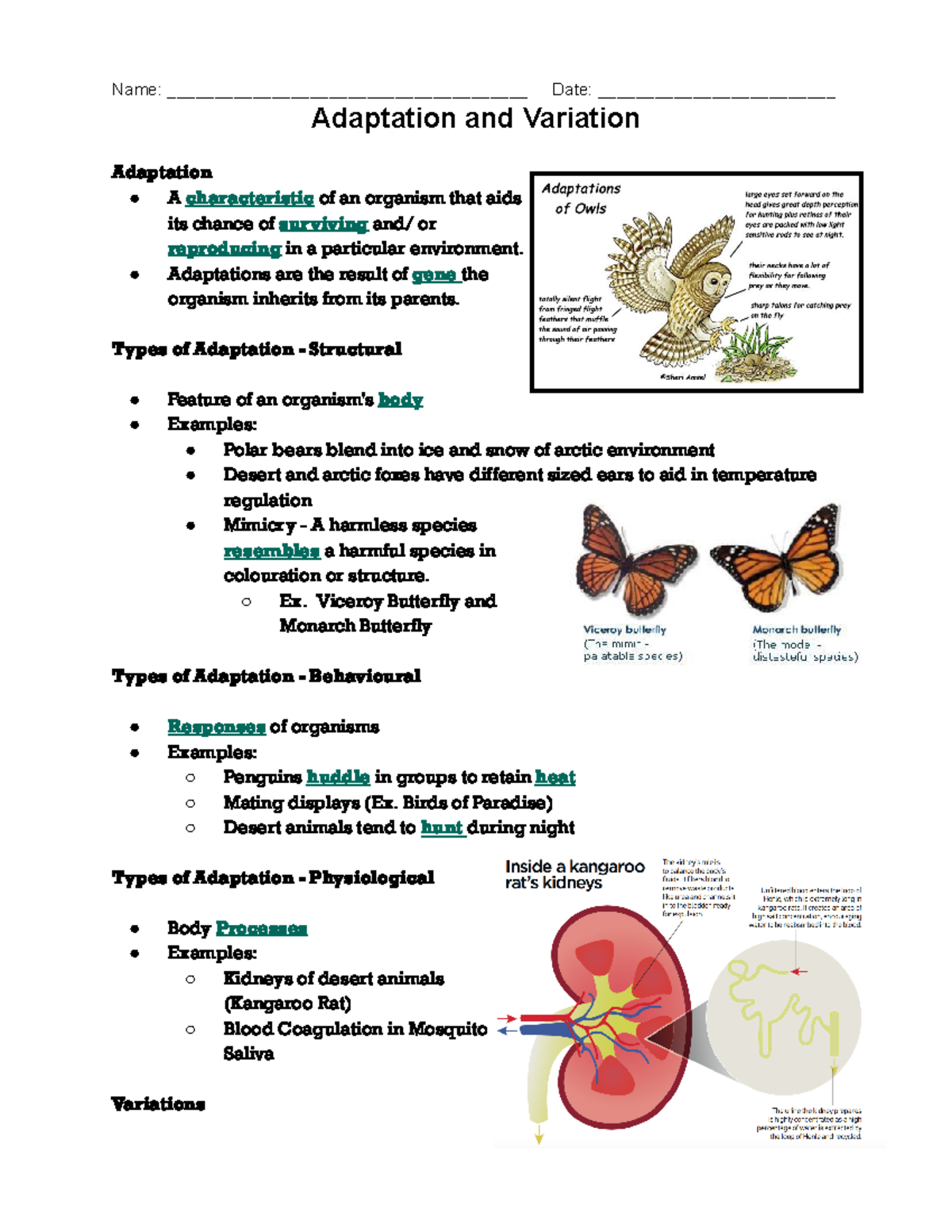 2. Adaptation and Variation - Rafia Ahmad - Name ...