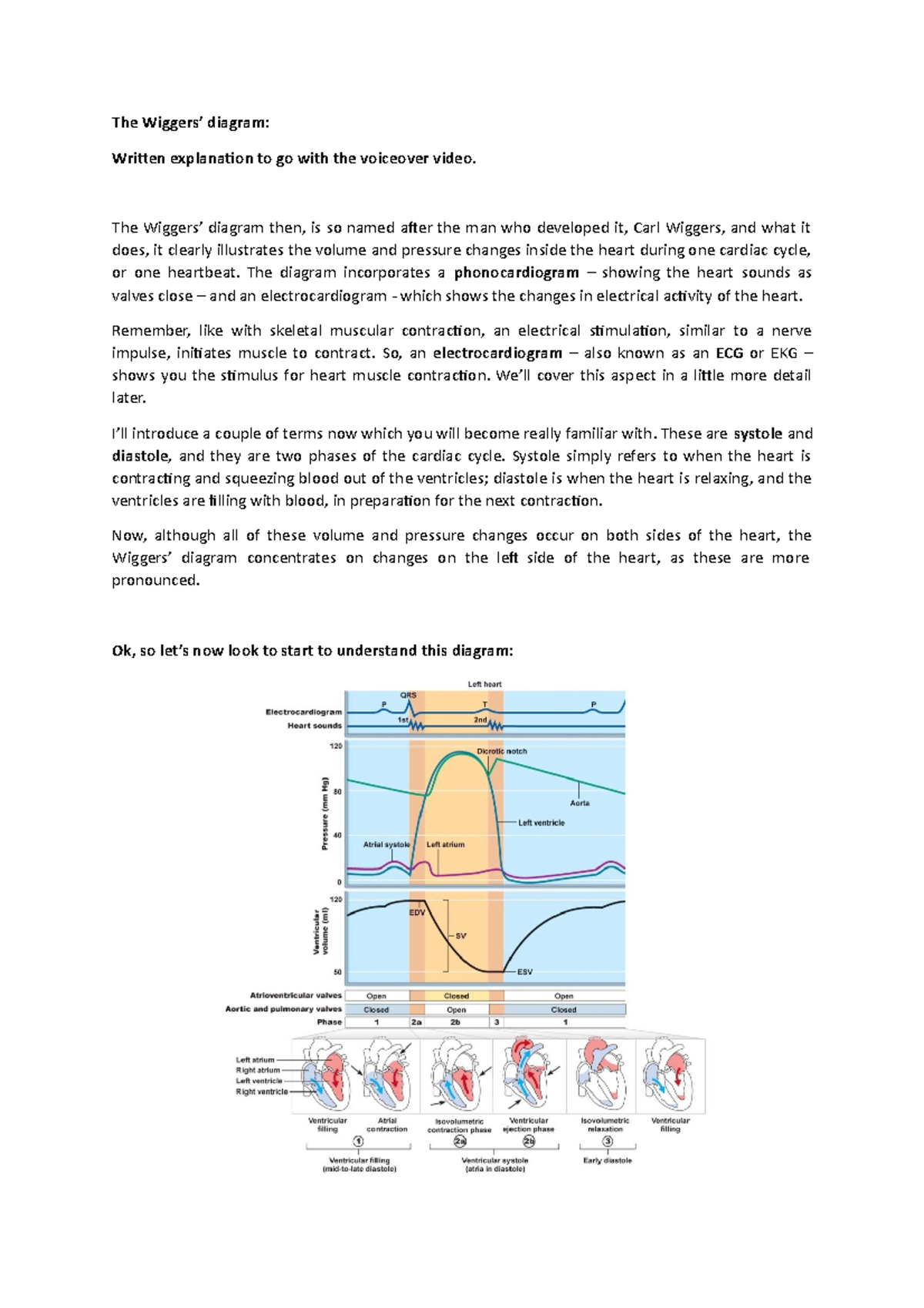 Wiggers Written explanation - The Wiggers’ diagram: Written explanation to go with the voiceover ...