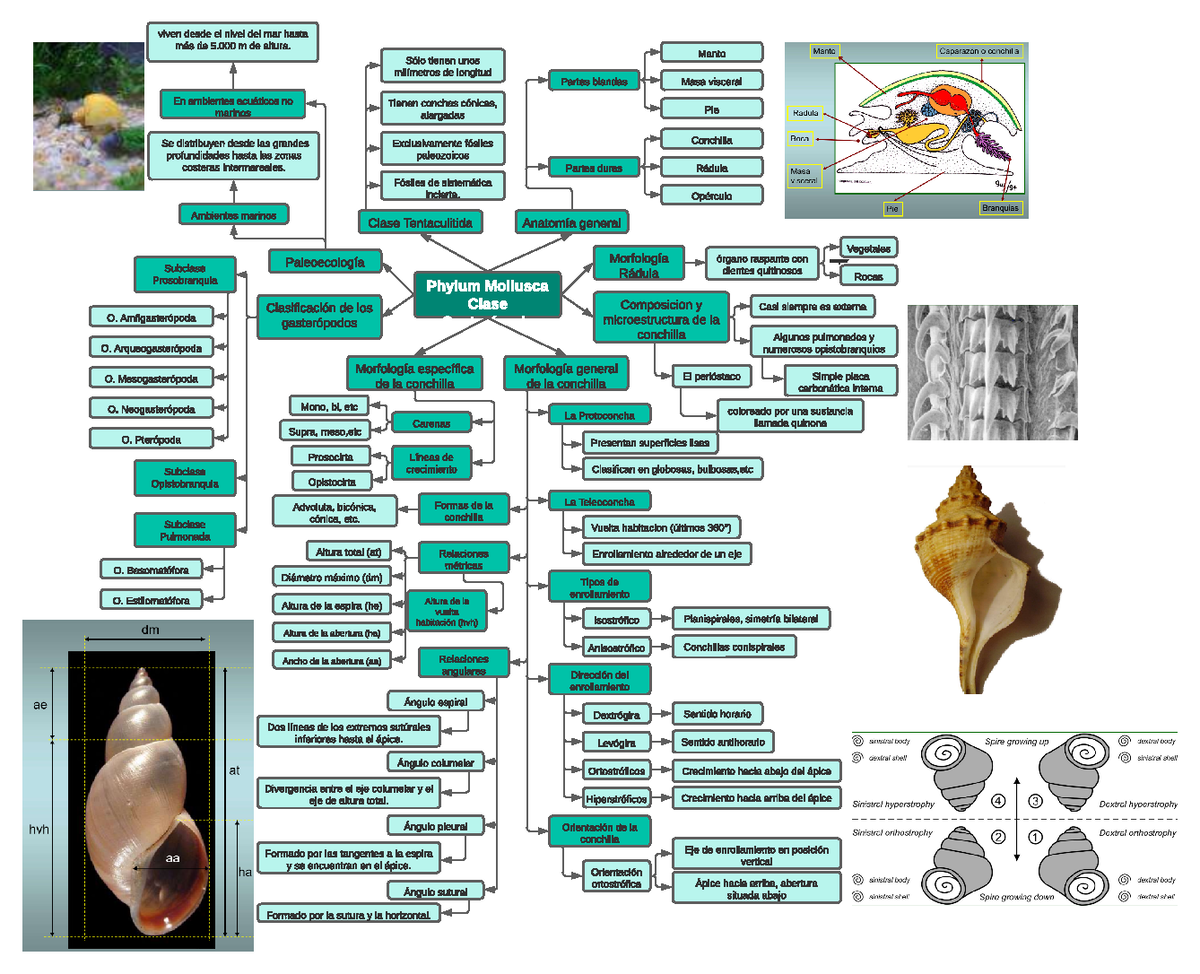 Gasteropodos - ADADS - Phylum Mollusca Clase Gasterópoda Anatomía ...