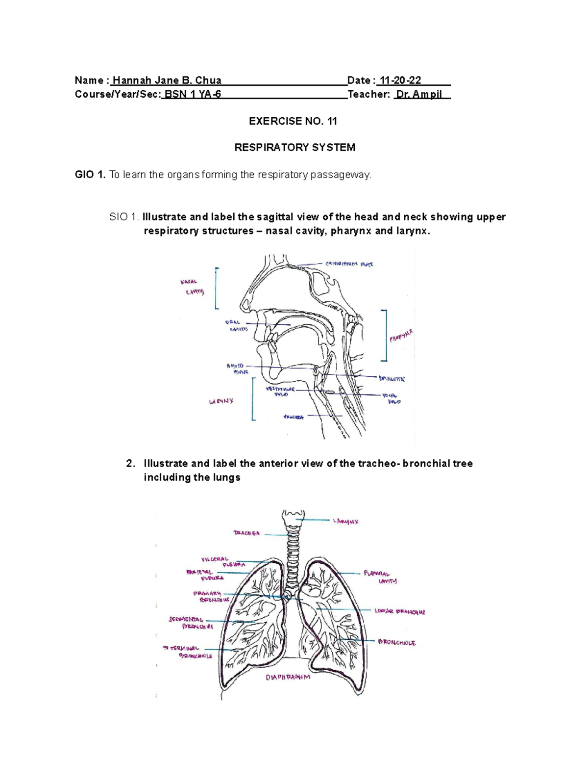 ANPH Lab Exercise 11 Respiratory System - Name : Hannah Jane B. Chua ...