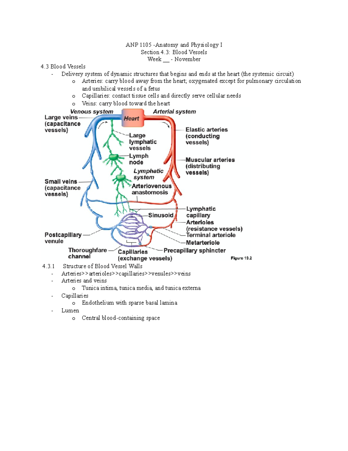 Section 4.3 Blood Vessels - ANP 1105 -Anatomy and Physiology I Section ...