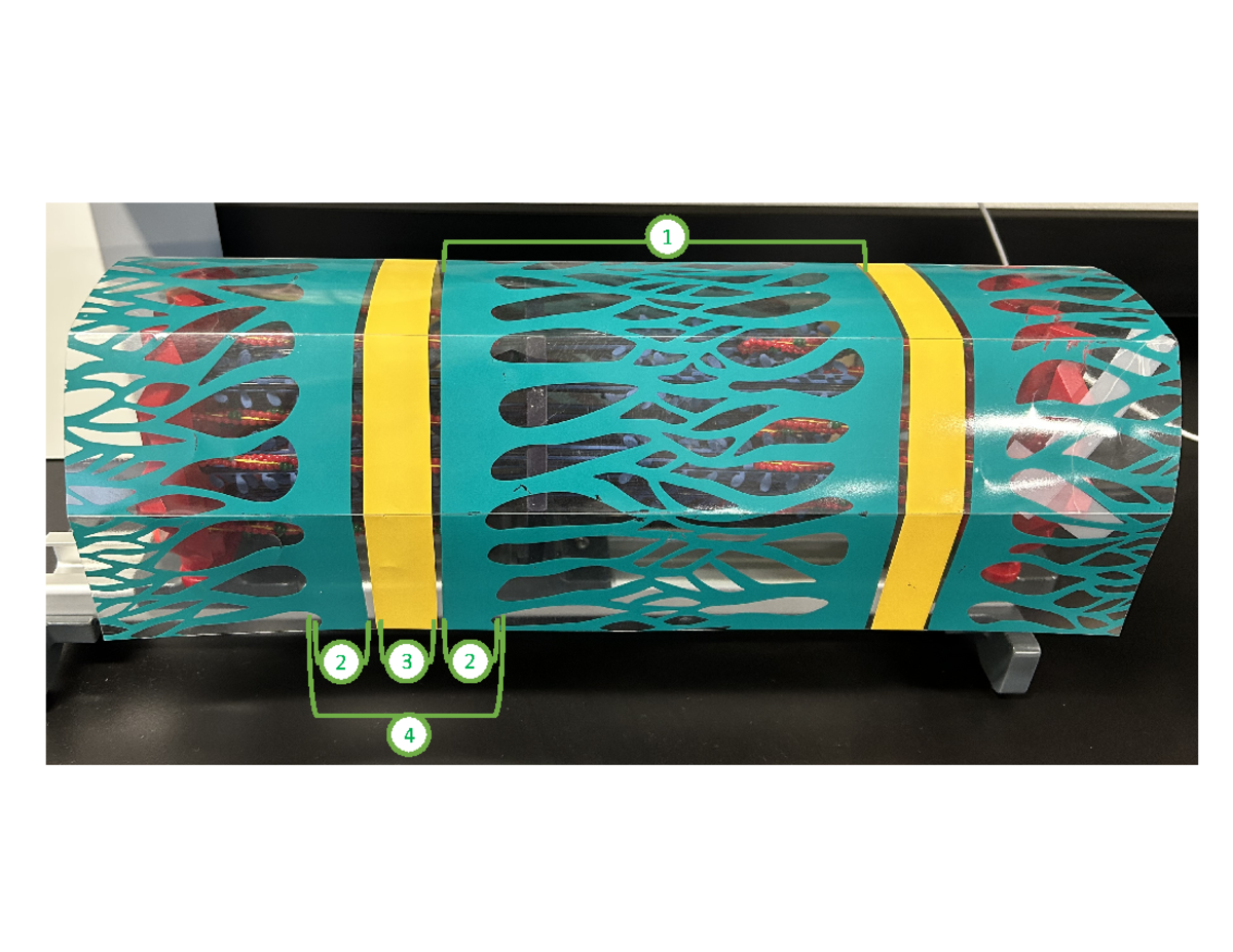 A&P I Labeled Models (Muscles) - Outside of Sarcomere 1. Sarcoplasmic ...
