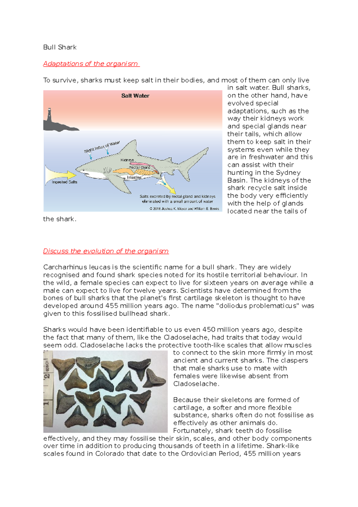 Bull Shark - Bull sharks, on the other hand, have evolved special ...