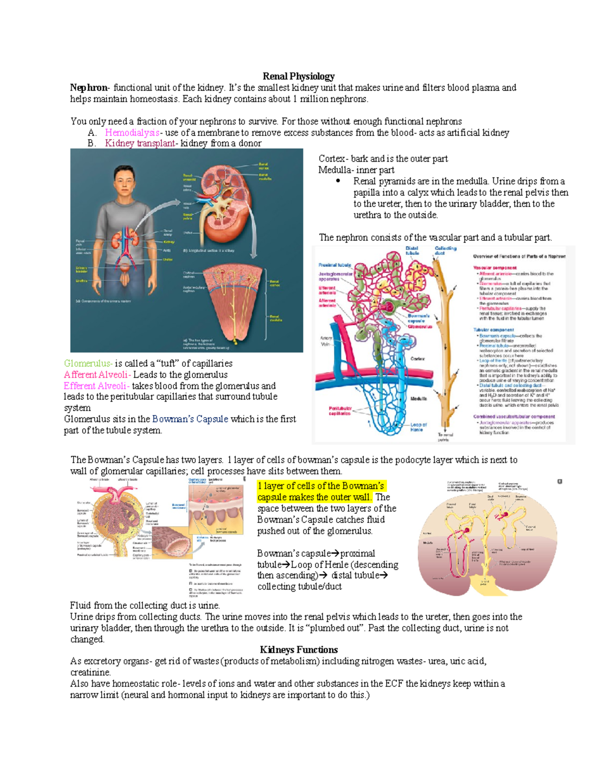 Renal Physiology - Renal Physiology Nephron - functional unit of the ...