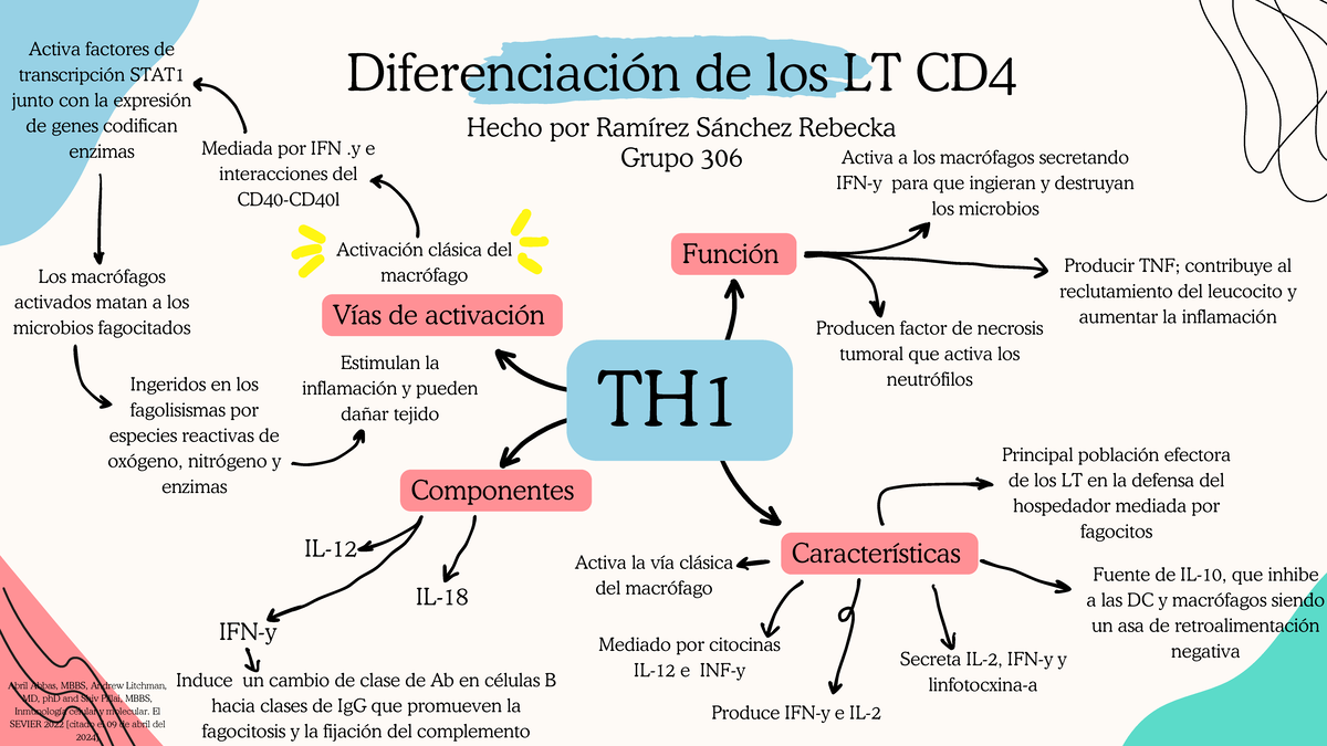 Diferenciación de los linfocitos T CD4 - Diferenciación de los LT CD ...