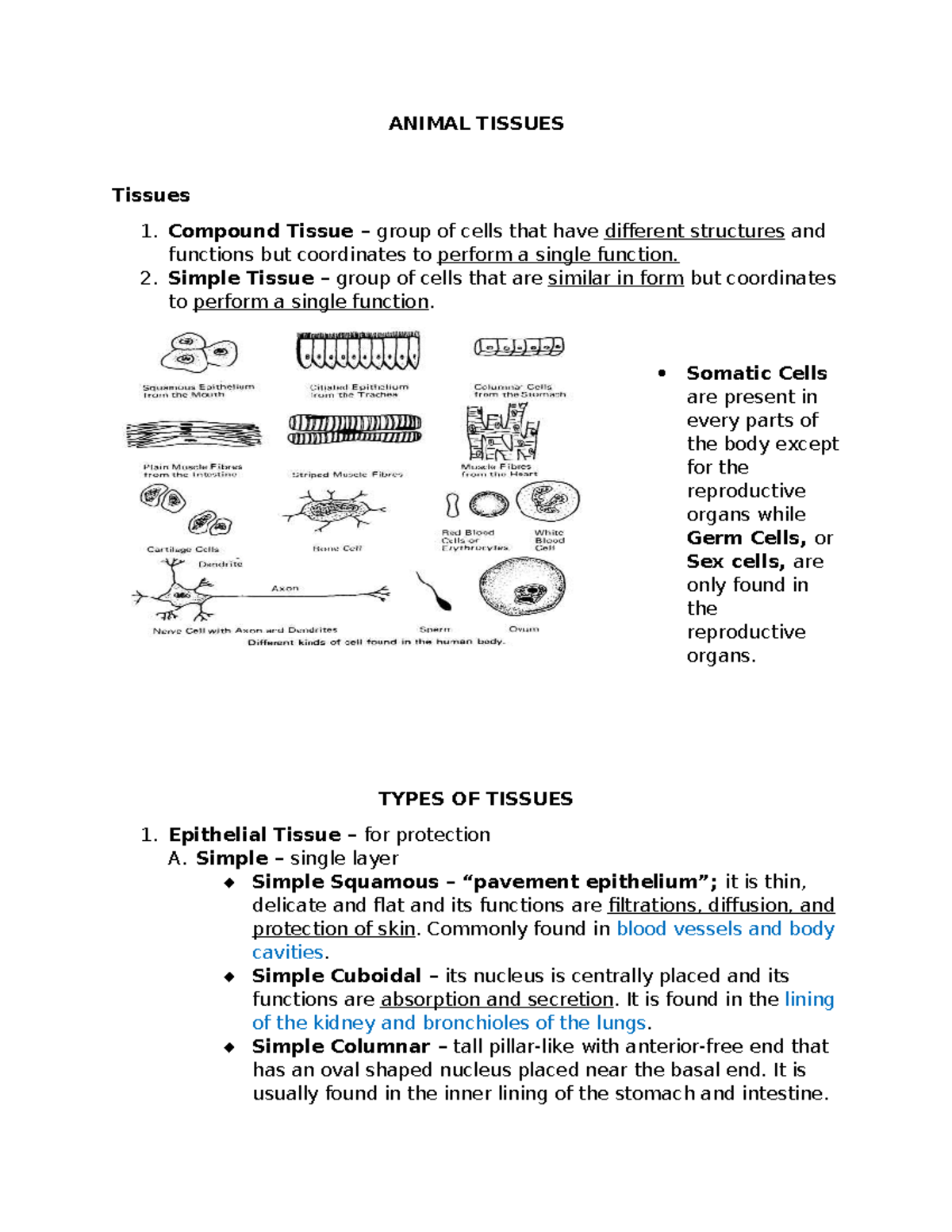 Bio-Reviewer - ANIMAL TISSUES Tissues 1. Compound Tissue – group of ...