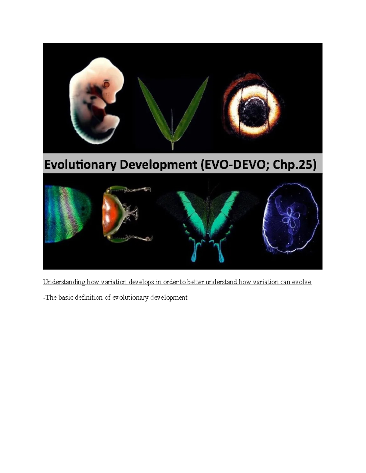 Developmental Biology. BIO3147-Last Section of Lecture 21 ...