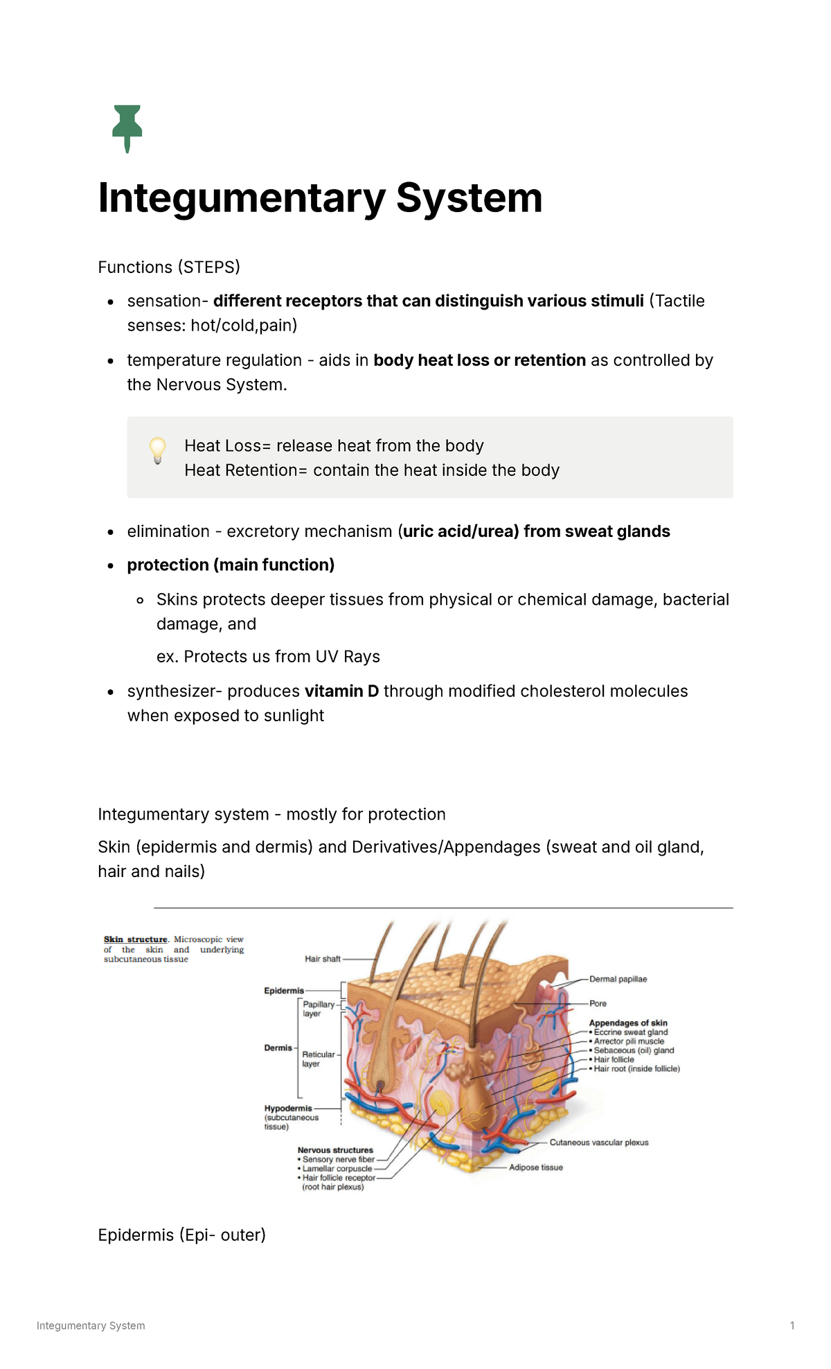 Integumentary System Reviewer - Integumentary System Functions STEPS ...