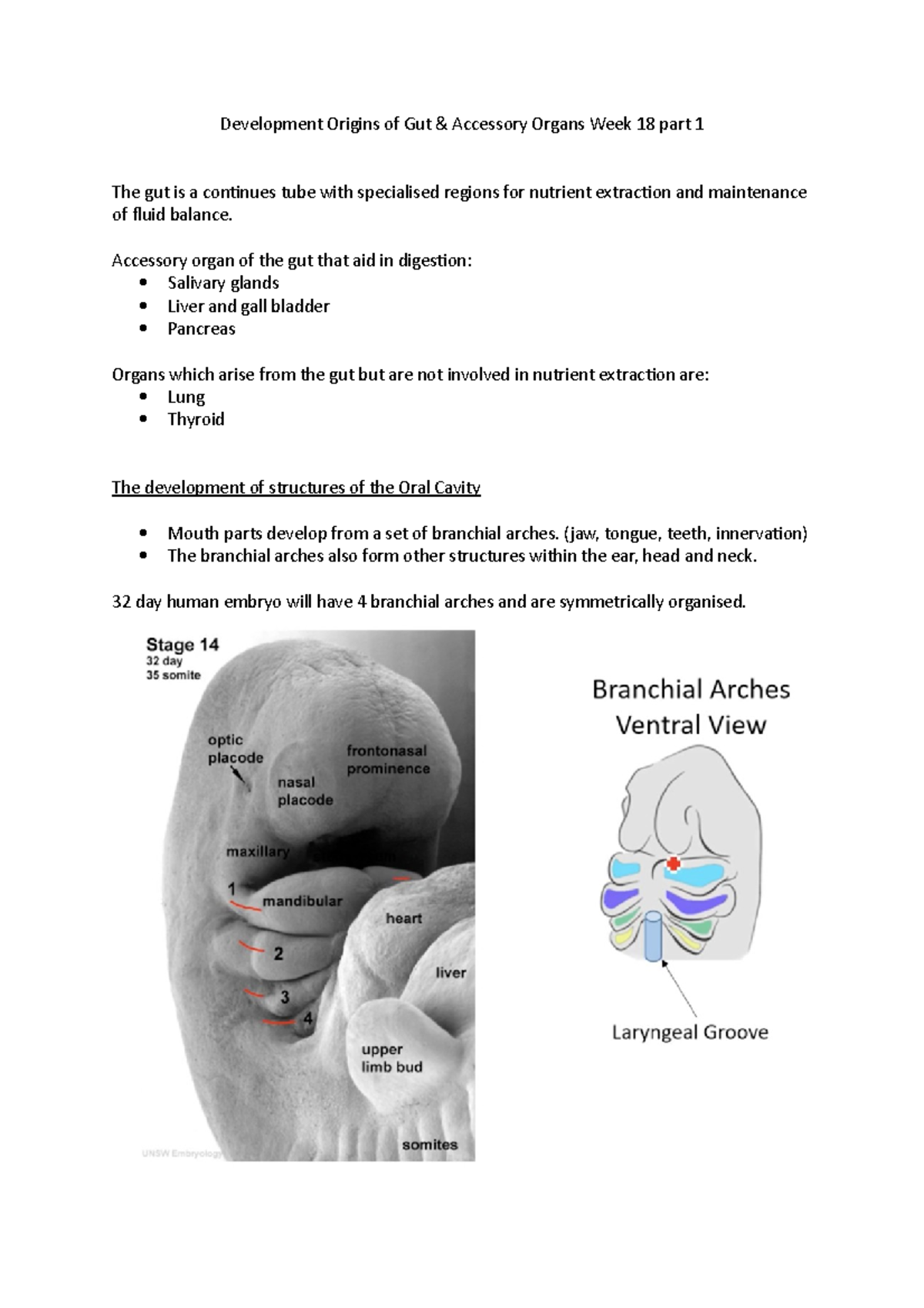Development Origins of Gut part 1 - Development Origins of Gut ...