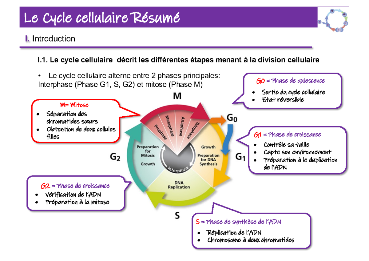 Cycle-Cellulaire- Resume - Le Cycle cellulaire Résumé 1 I ...