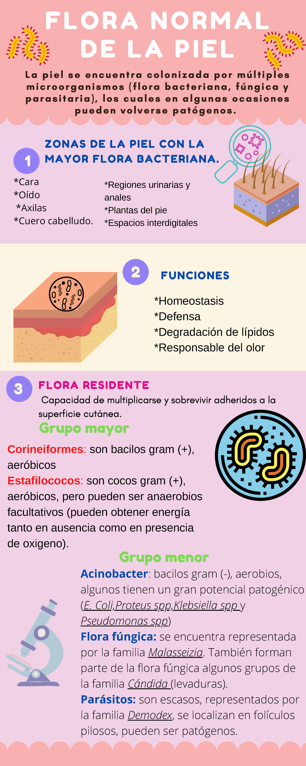 Flora normal de piel - Microbiota - FLORA NORMAL DE LA PIEL La piel se ...