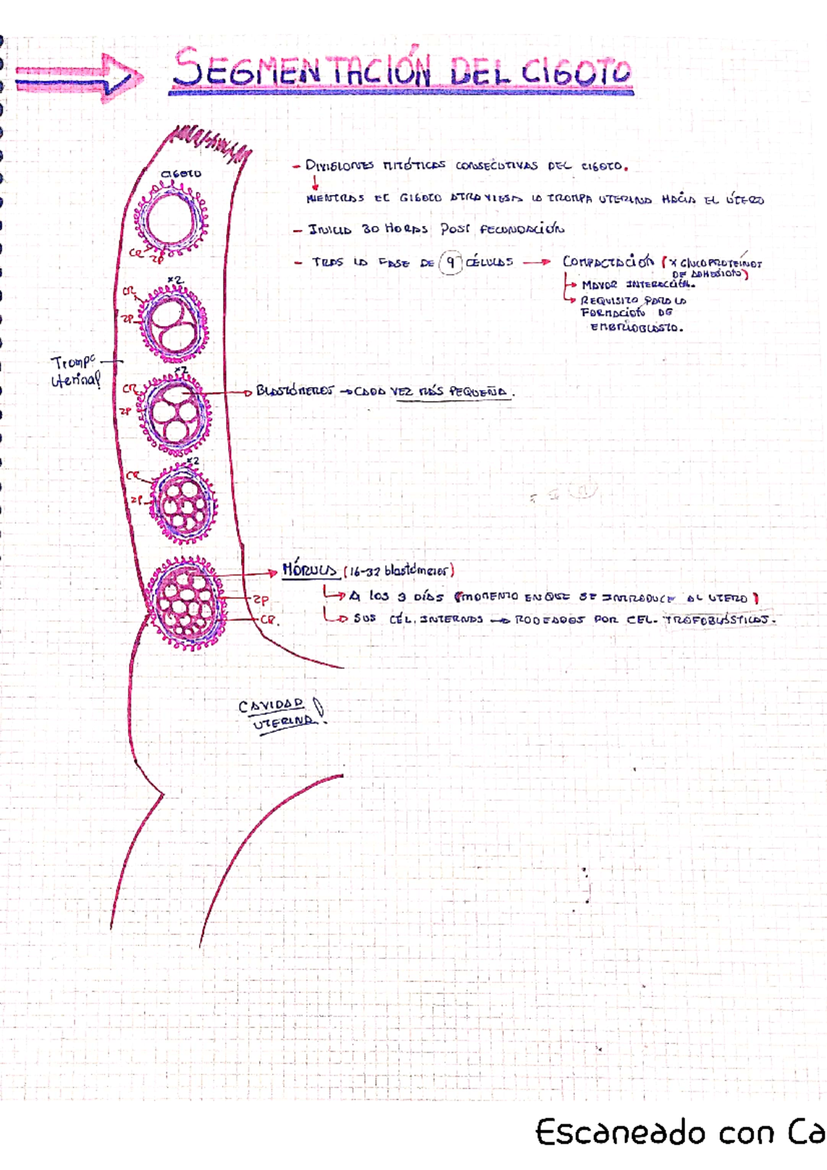 Apuntes A de Embrio - SEGMEN TACION DEL CIGOTO DIVISIONES MISTICAS ...
