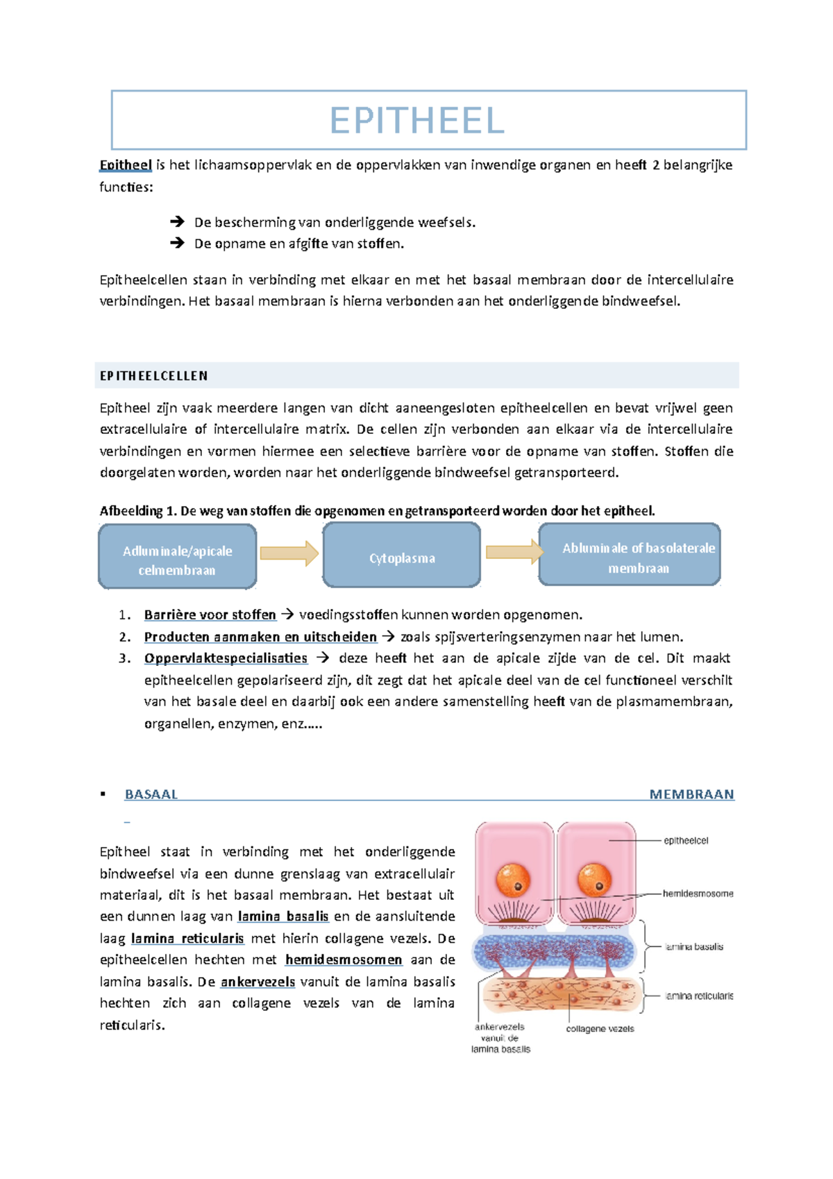 Epitheel - EPITHEEL Epitheel is het lichaamsoppervlak en de ...