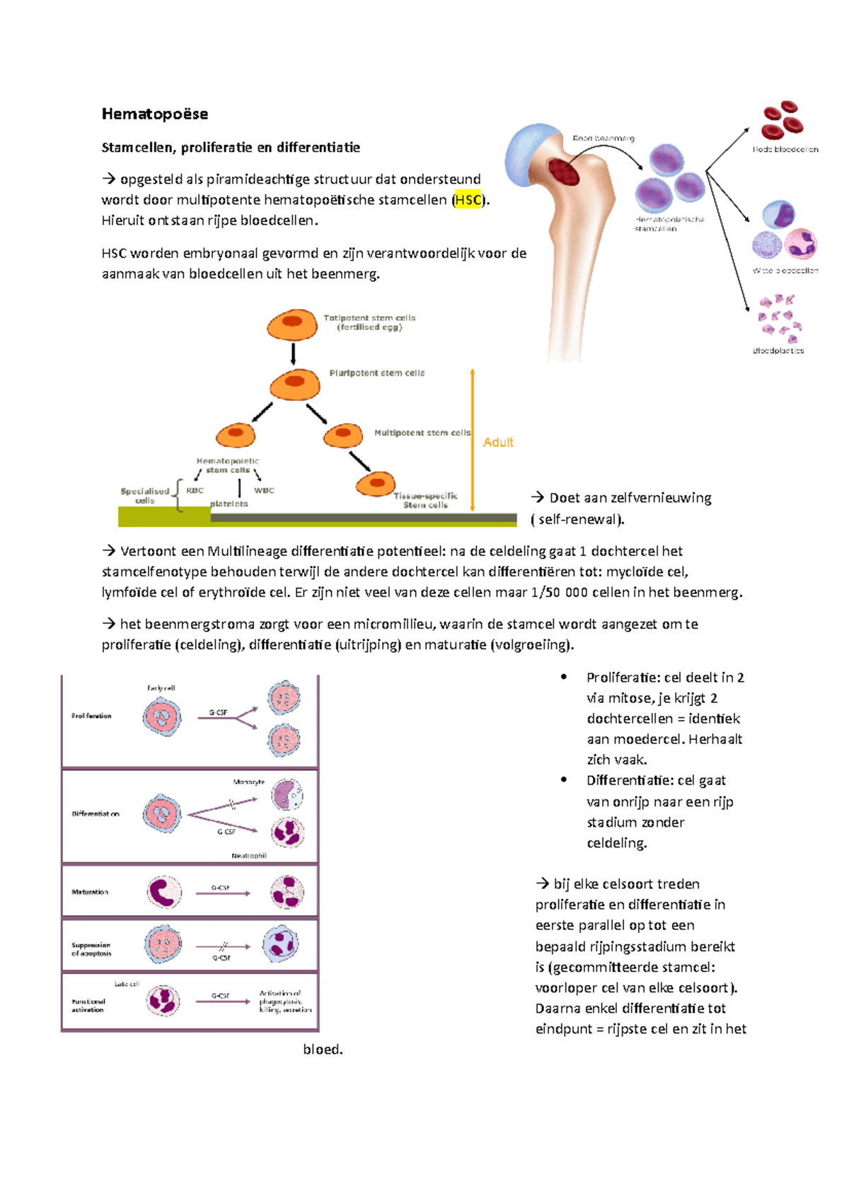 Hematopoëse - Hematopoëse Stamcellen, proliferatie en differentiatie ...