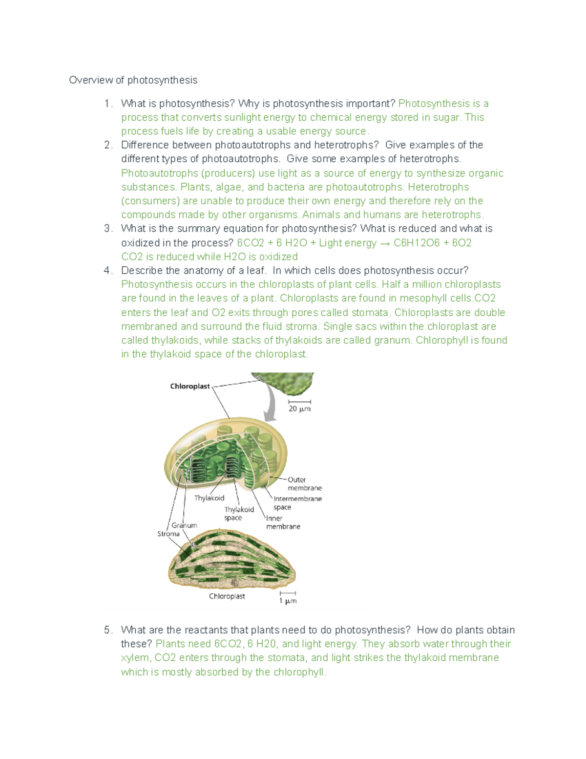 Chapter 10 Review/Photosynthesis/Dr.Redding - Overview of ...