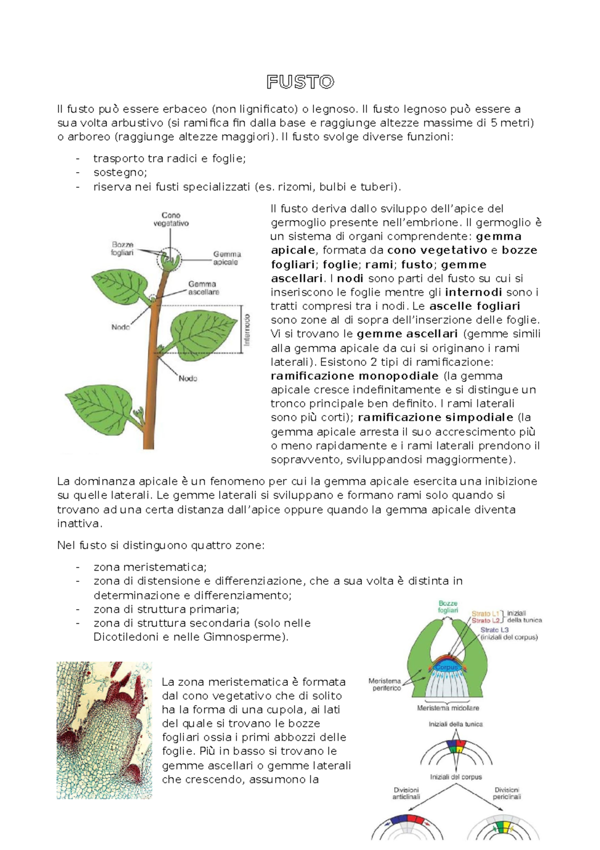 Fusto - FUSTO Il fusto può essere erbaceo (non lignificato) o legnoso ...
