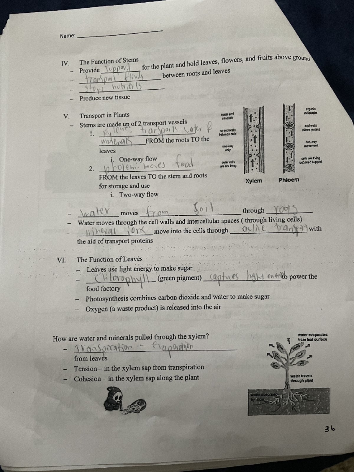 IMG 4137 - These notes cover the different parts of a plant and its ...