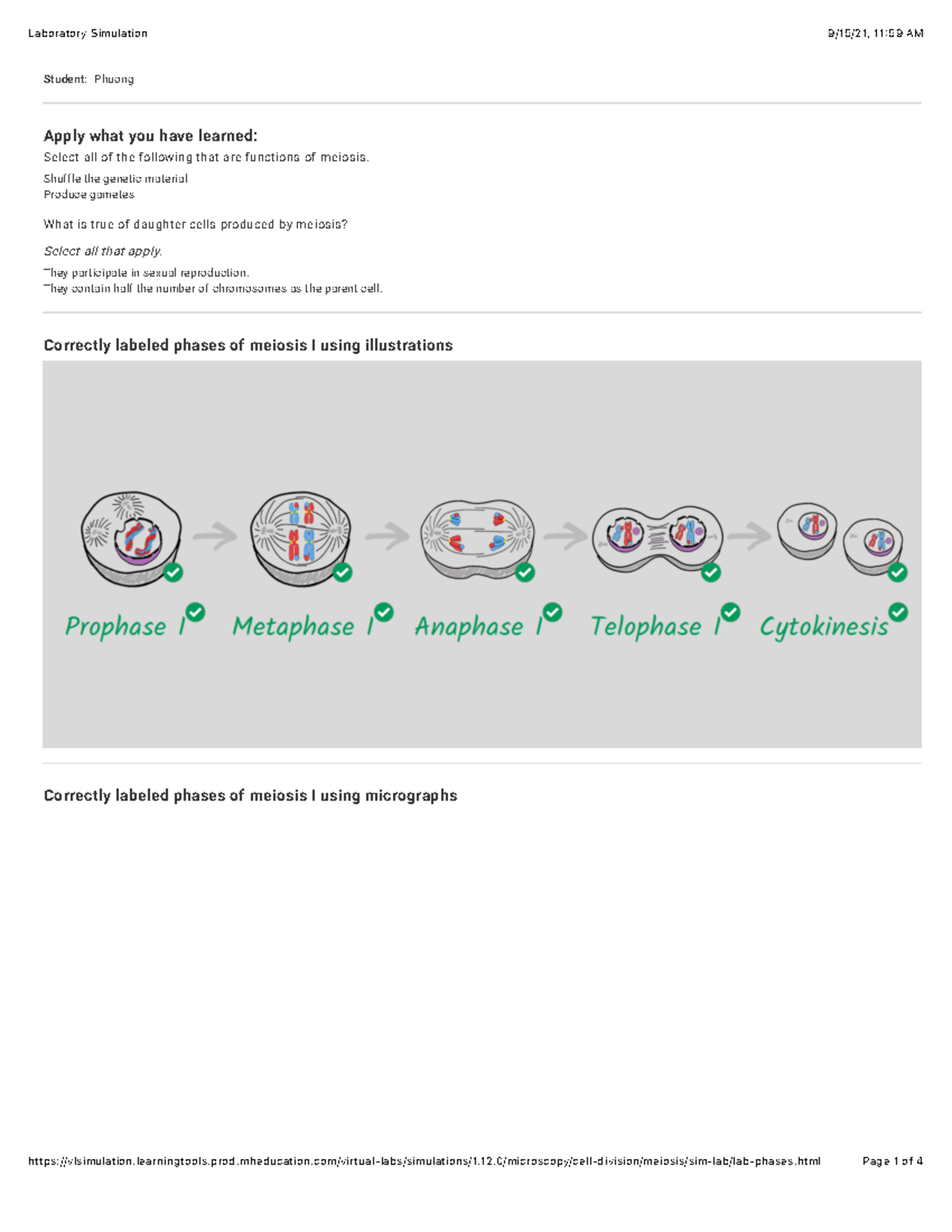 Cell Division Examining Meiosis Student Apply What You Have Learned