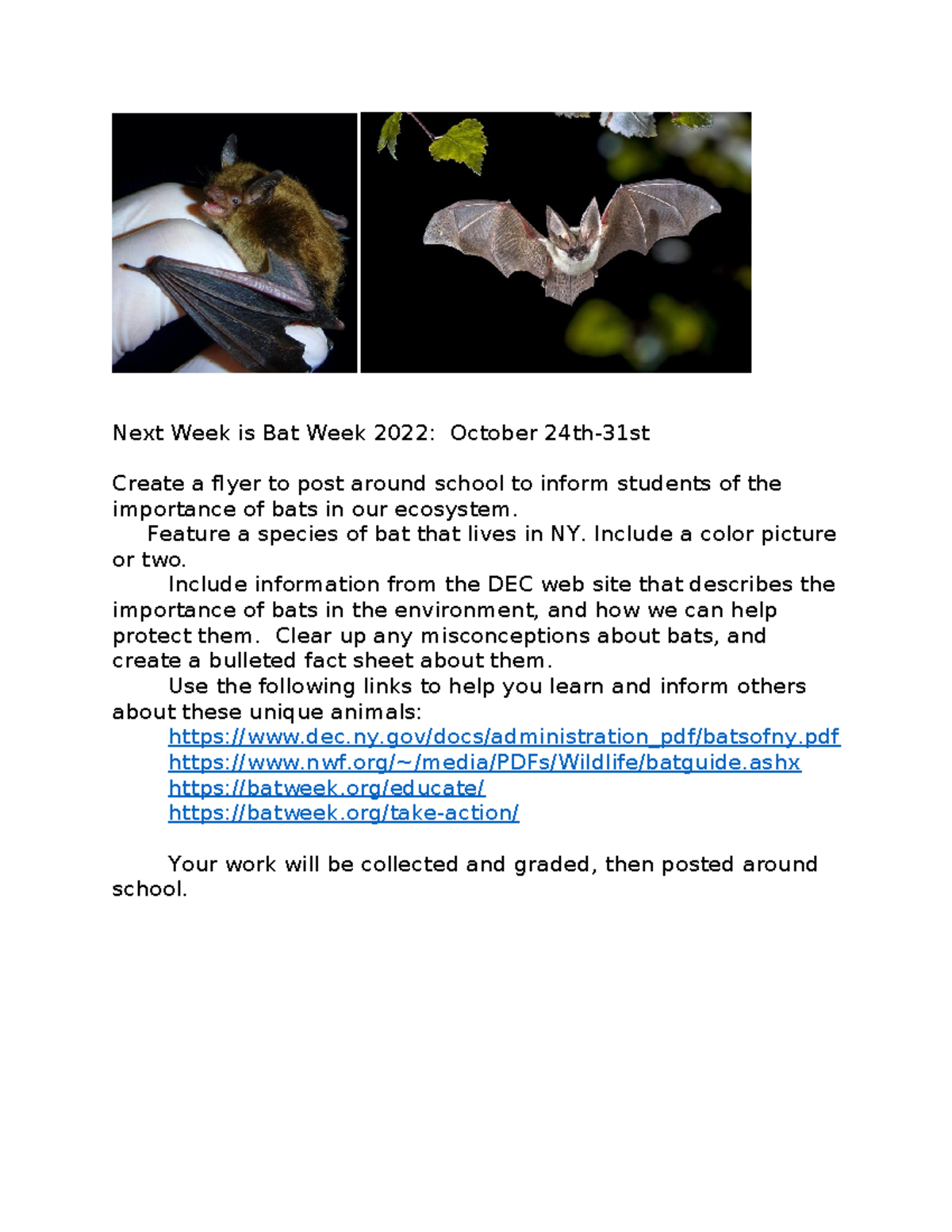 Bat Week 2022 1 - hello - Next Week is Bat Week 2022: October 24th-31st Create a flyer to post ...
