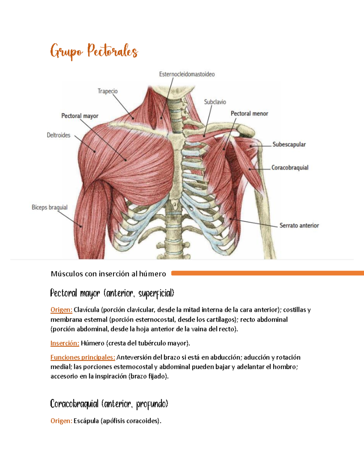 Musculos dorsales, pectorales - Grupo Pectorales Músculos con inserción al húmero Pectoral mayor ...