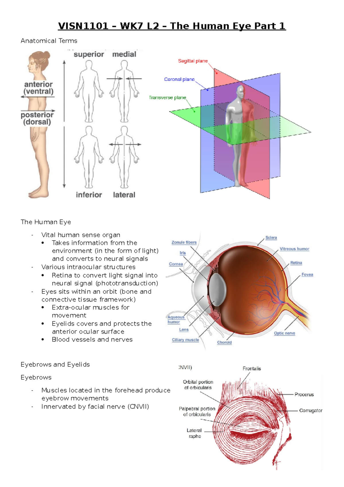 VISN1101 - The Human Eye Pt 1 Notes - VISN1101 – WK7 L2 – The Human Eye ...