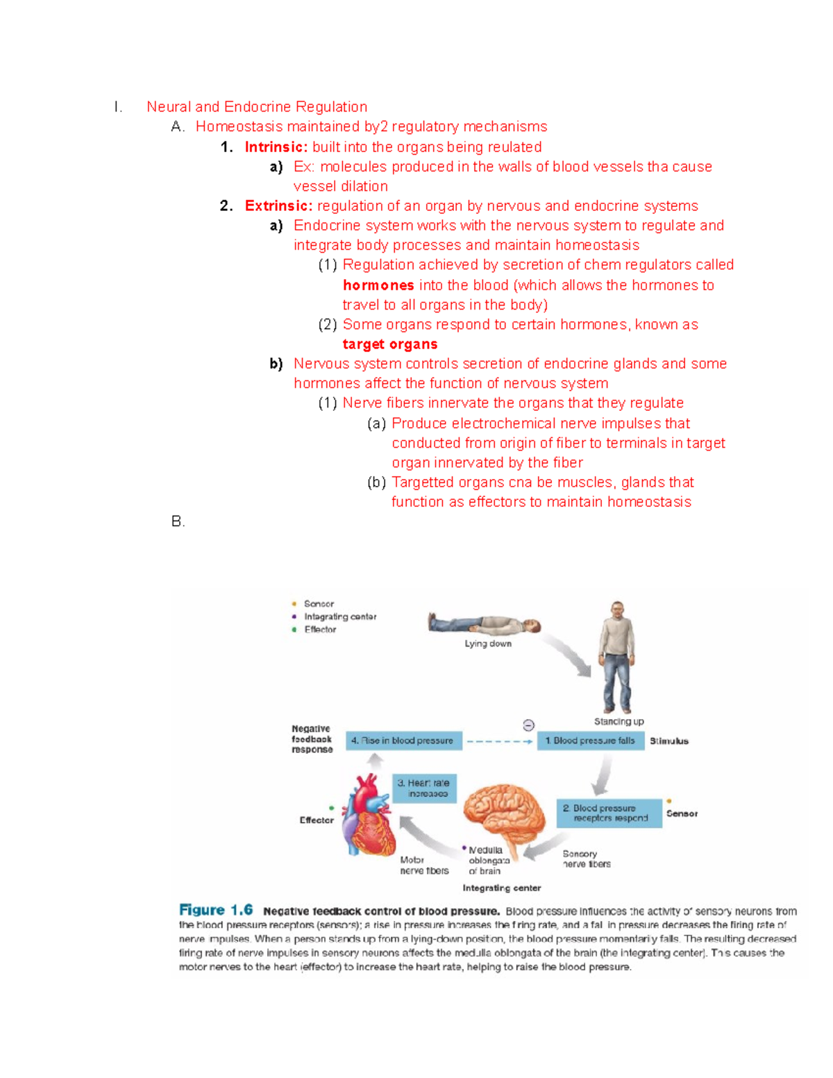 Neural and Endocrine Regulation - I. Neural and Endocrine Regulation A ...