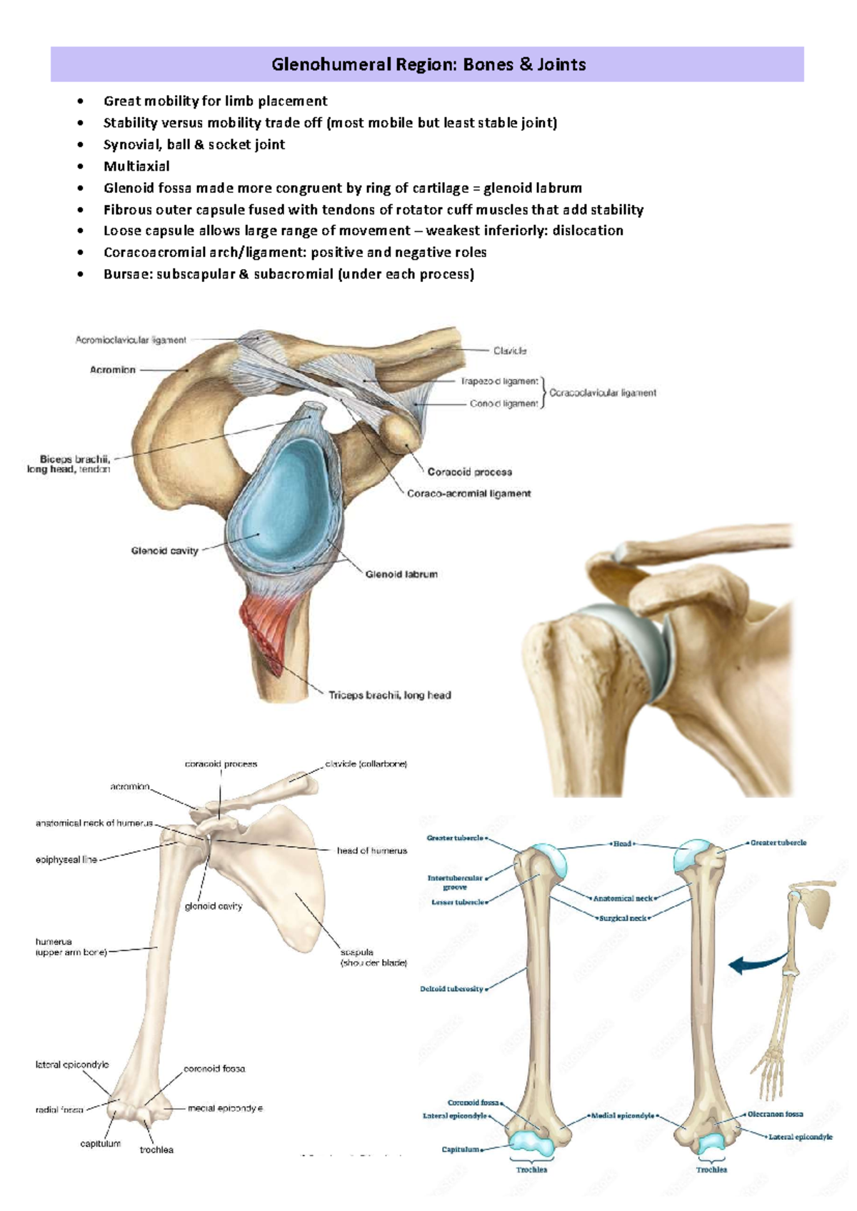 Week 3 content anatomy - Glenohumeral Region: Bones & Joints Great ...
