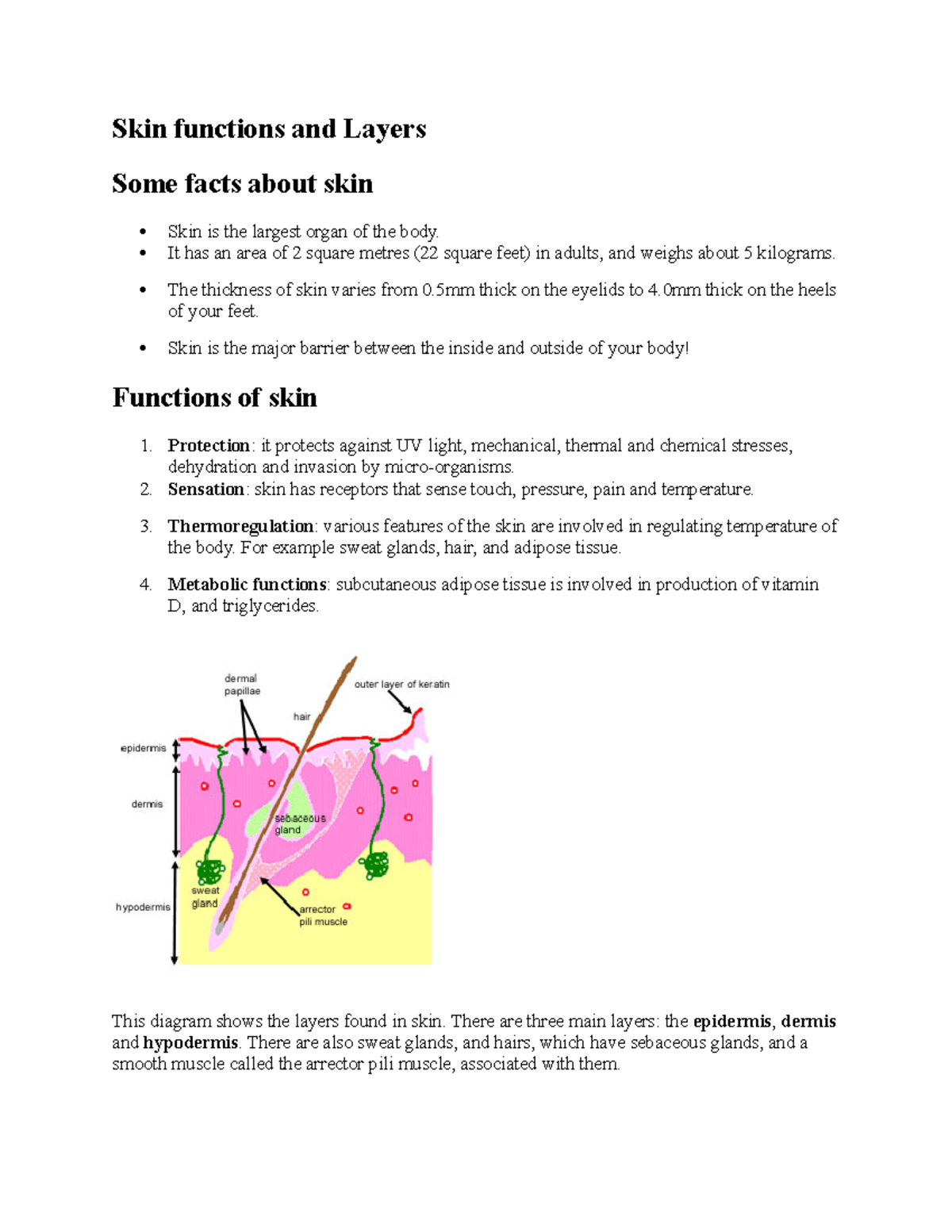 Skin Functions and Layers - Skin functions and Layers Some facts about ...