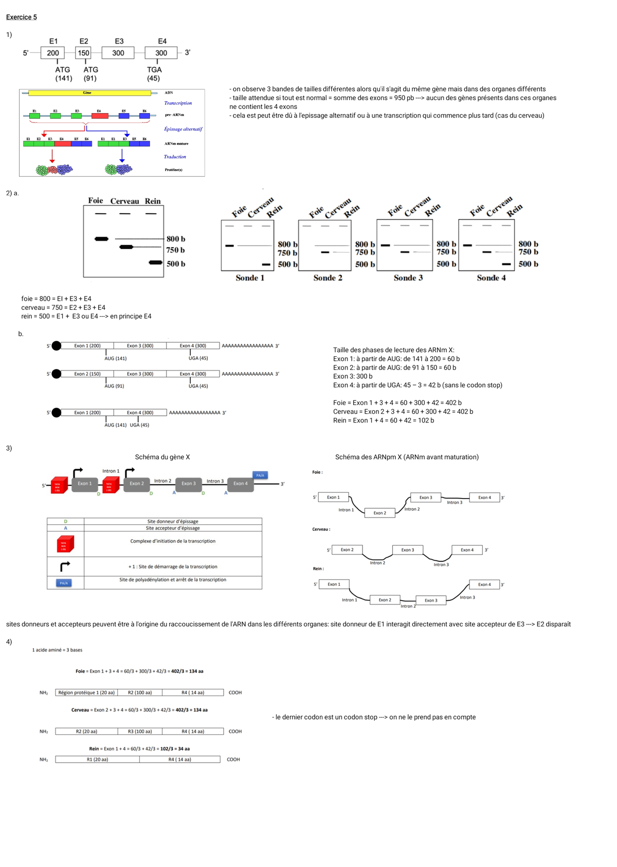 Exercice 5 Transcription, Épissage et Traduction 231017 081730 ...
