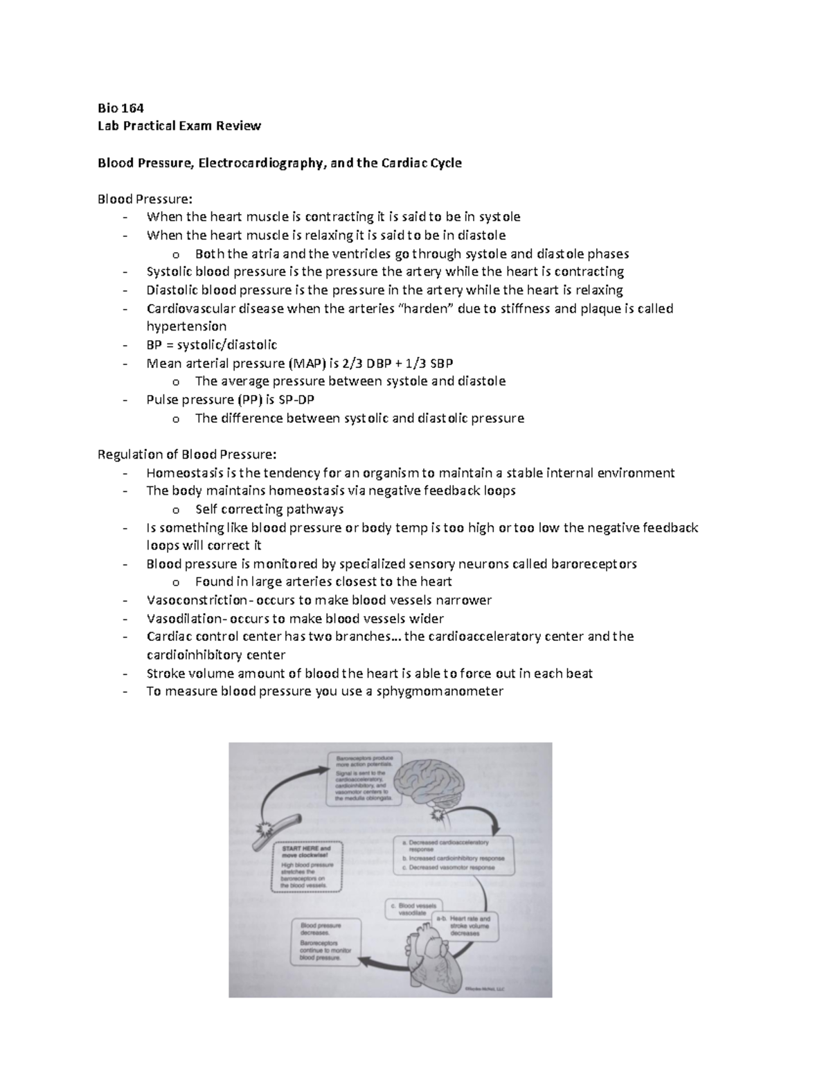 Blood Pressure, Electrocardiography, and the Cardiac Cycle - Bio 164 ...