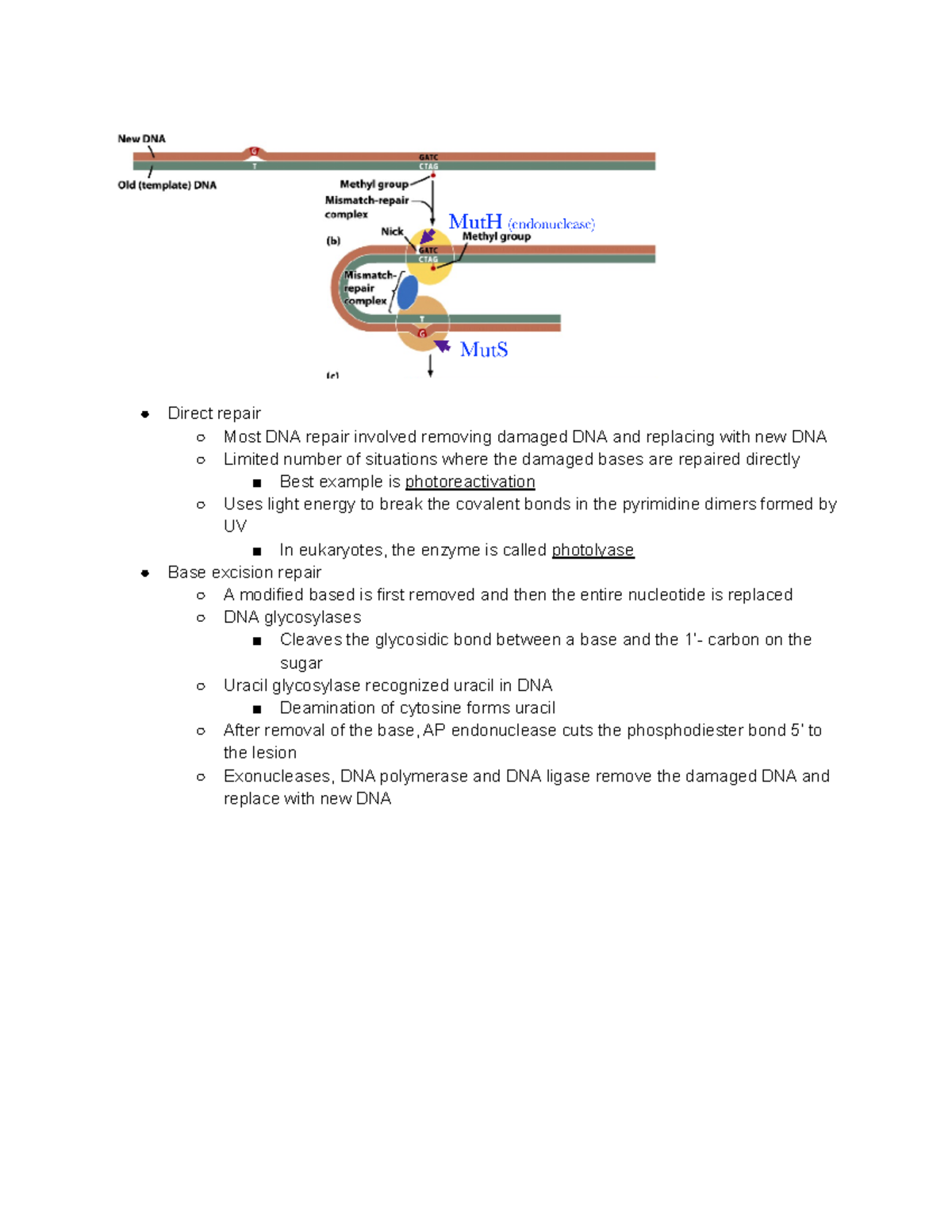 Genetics Chapter 18 Notes Part 15 - Direct repair Most DNA repair ...