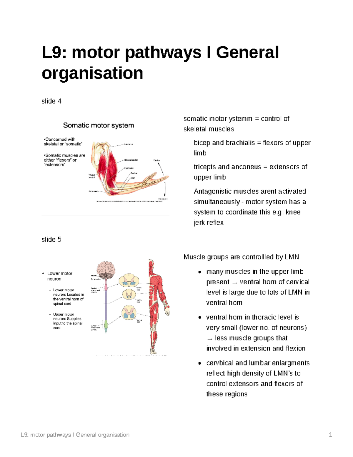 L9 motor pathways I General organisation - L9: motor pathways I General ...