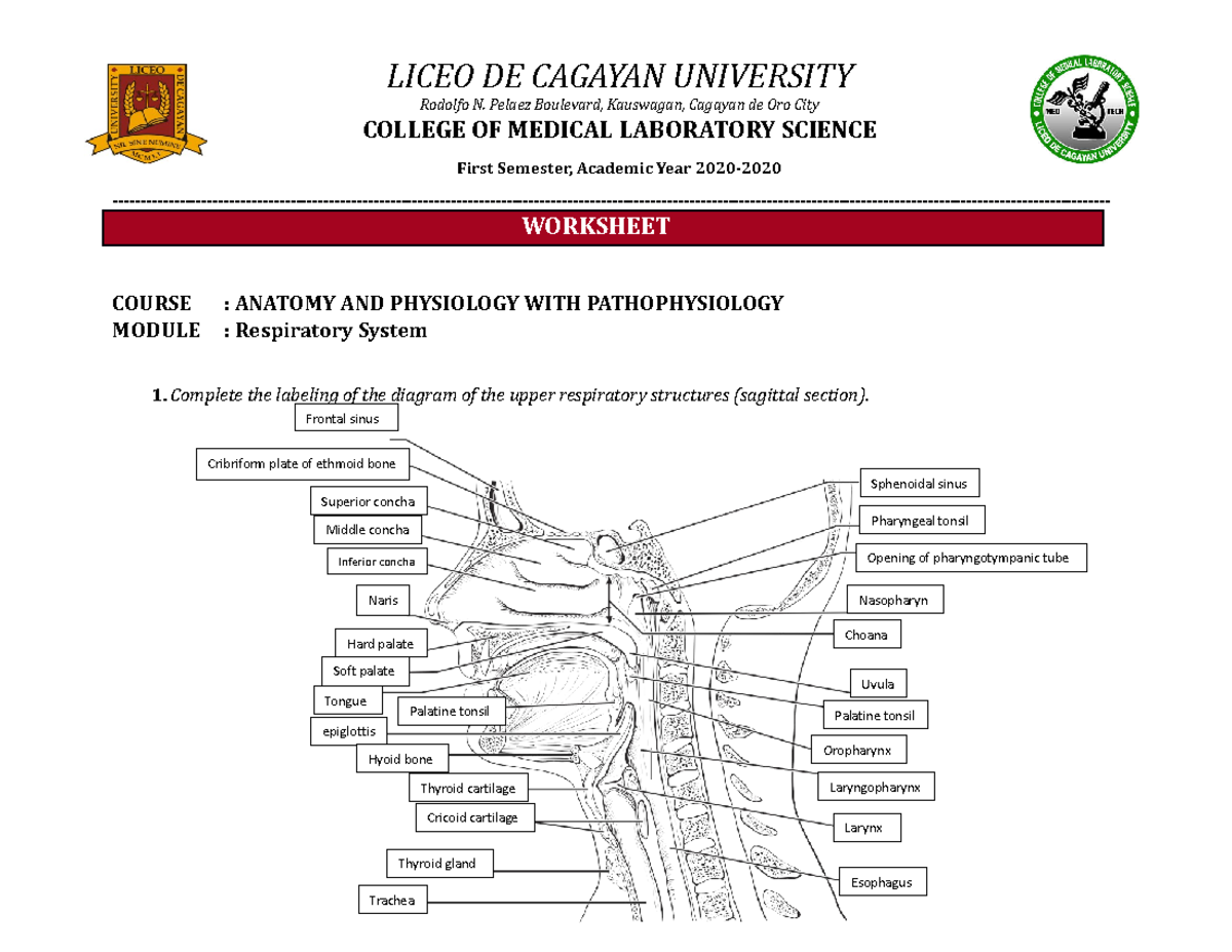 Respiratory System WS - Anaphy - ####### Rodolfo N. Pelaez Boulevard ...