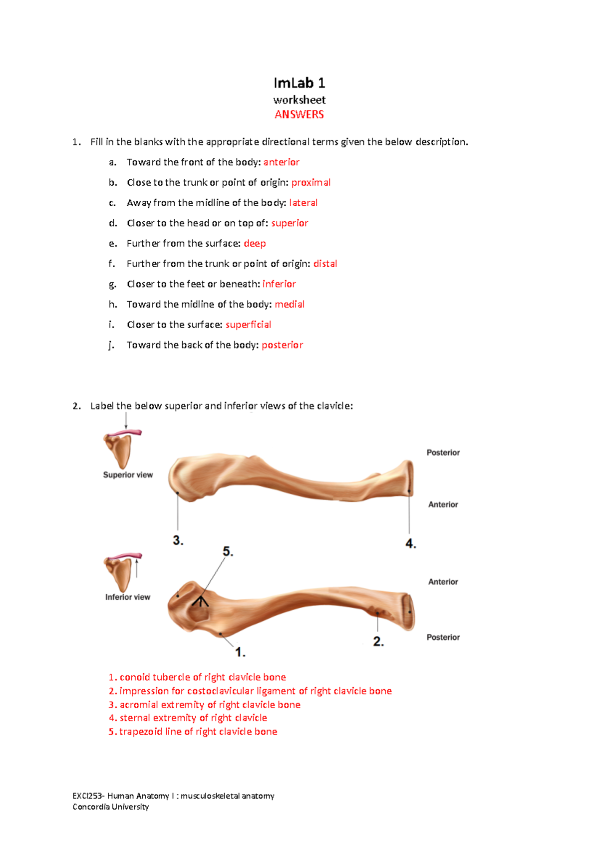 EXCI253- worksheet Lab 1 Answers - EXCI253- Human Anatomy I ...