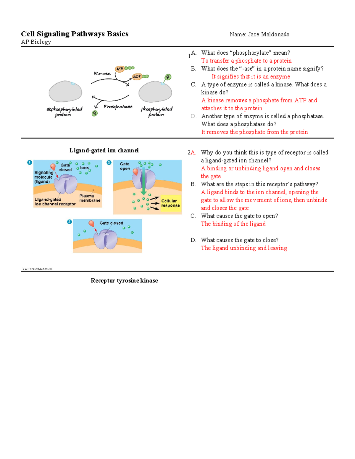 Cell Signaling Pathways Basics - What does “phosphorylate” mean? To transfer a phosphate to a ...