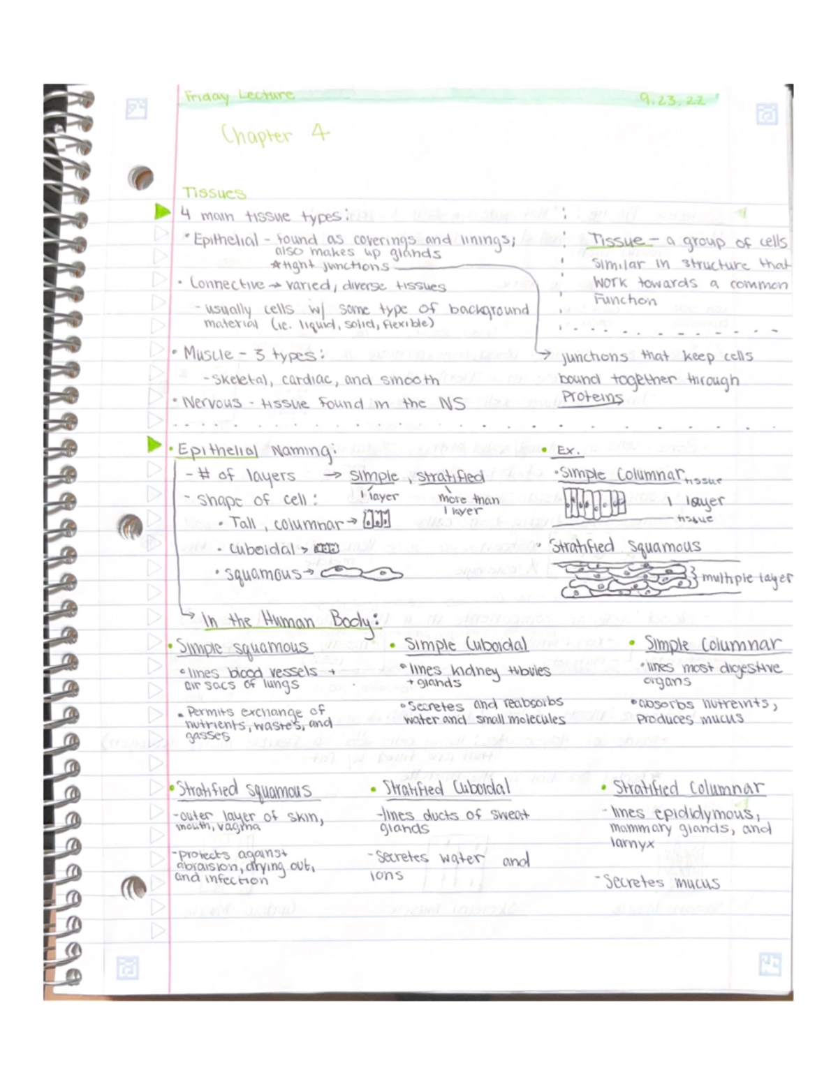 Ch. 4 notes - Bios1030 Exam 2 Material-Mammone - BIOS 103 - Studocu