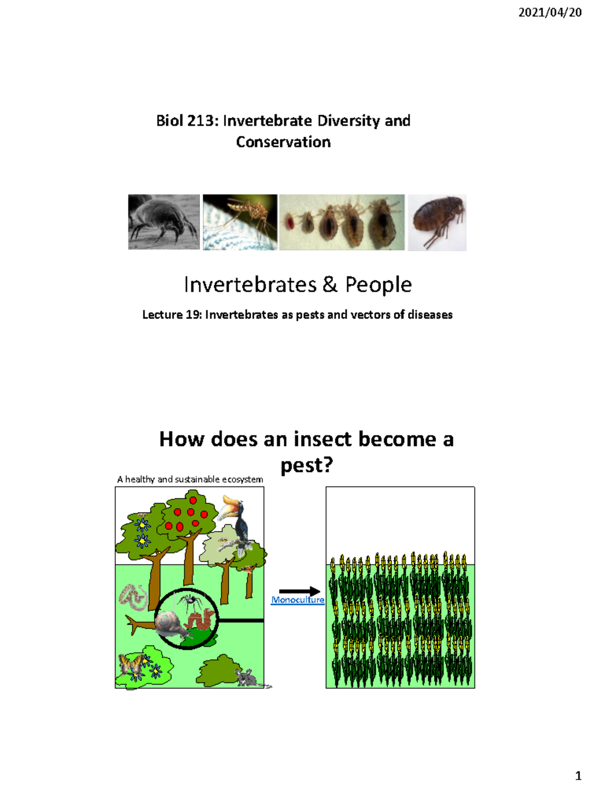 L#19 Invertebrates People - Invertebrates as pests Disease vectors CM ...