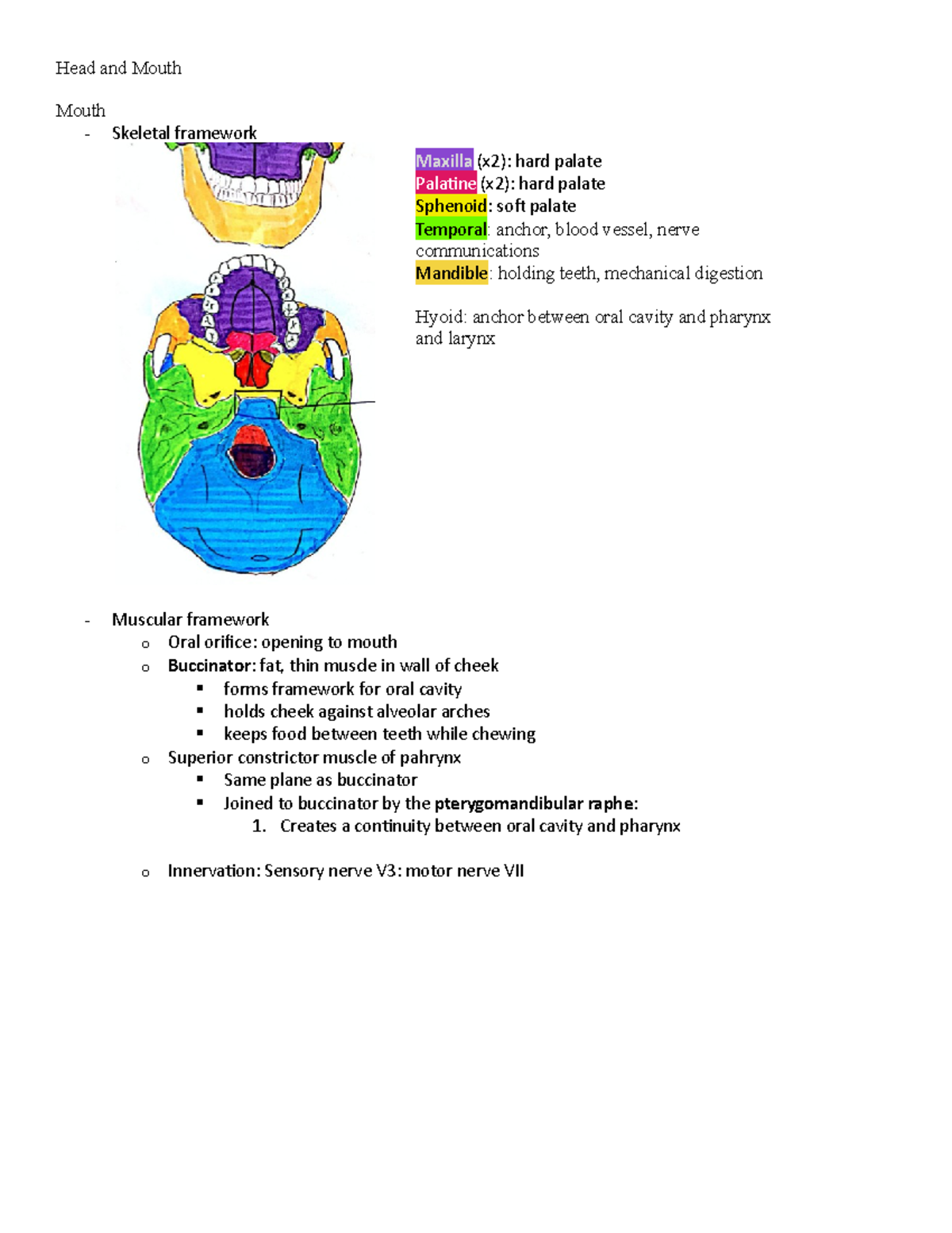 Anatomy Of The Head And Neck Notes Human Anatomy BIOL3186 Head And