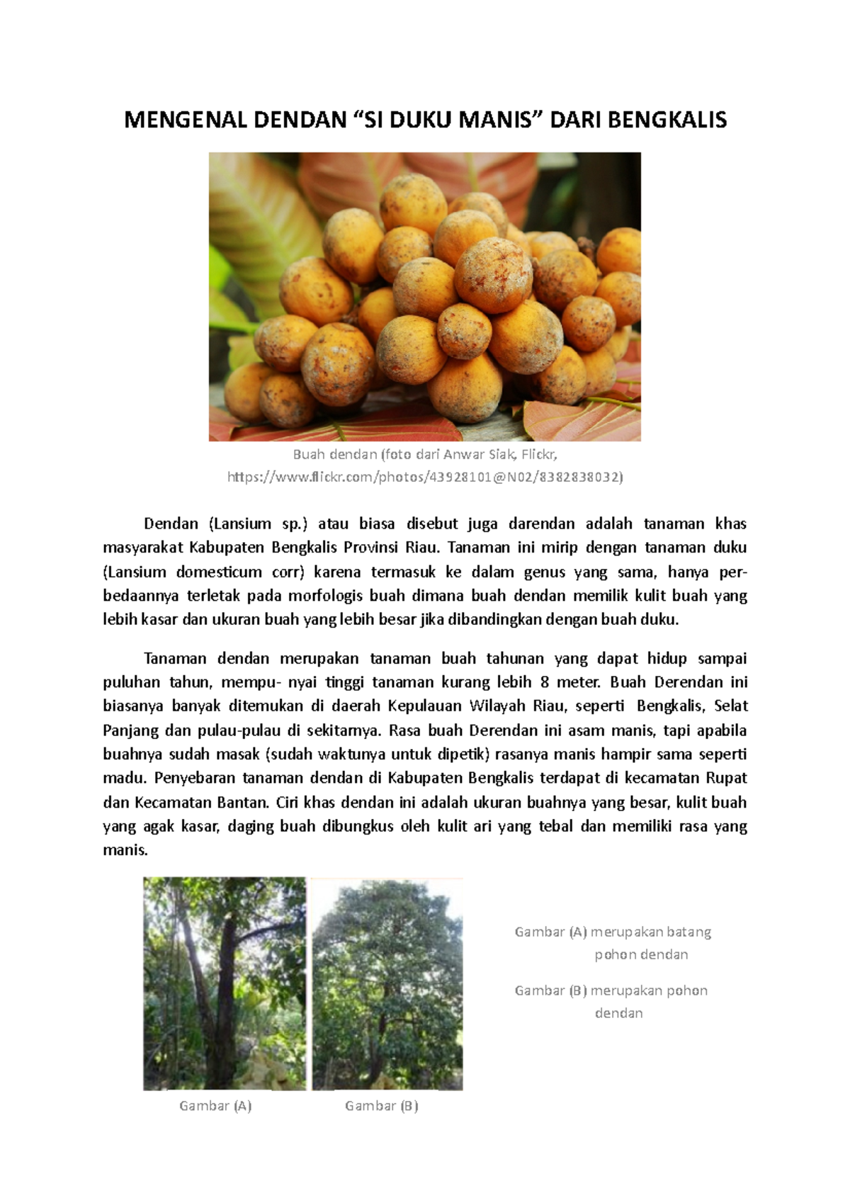 Dendan (kominfo) - tanaman asli riau - MENGENAL DENDAN “SI DUKU MANIS ...